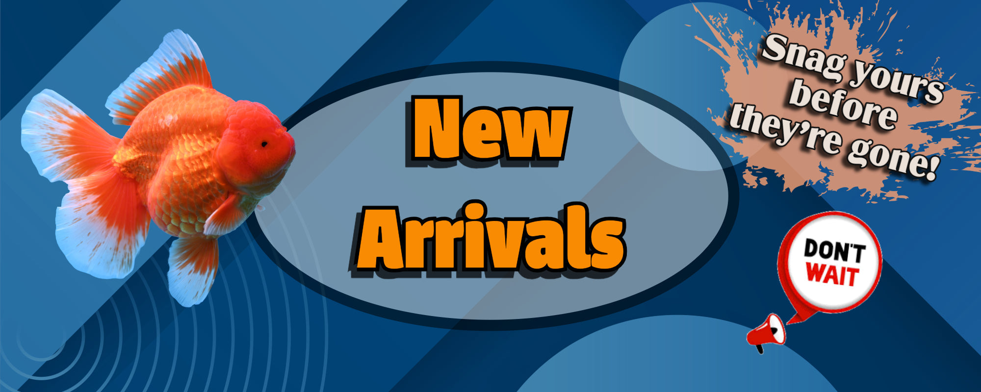 Top-Quality Fancy Goldfish For Sale – Kaiju Goldfish USA