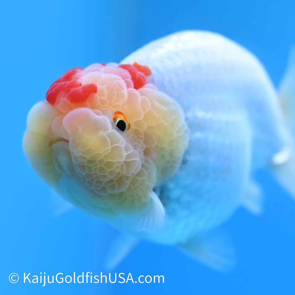 Marbled Wen Red White Buffalo Ranchu Goldfish for Sale | Marbled Wen ...
