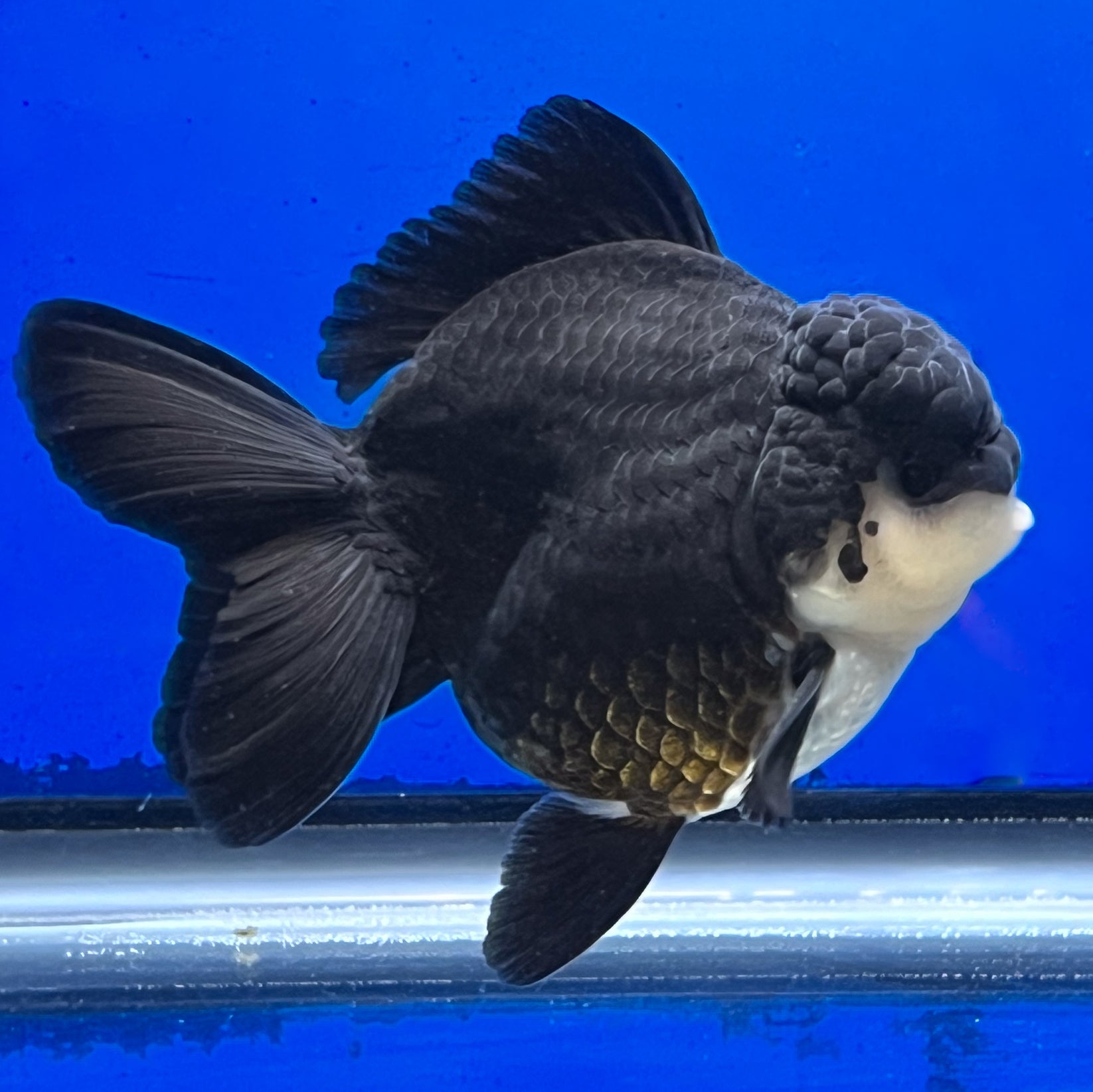 Panda Goldfish for Sale | Live Goldfish for Sale | Kaiju Goldfish USA