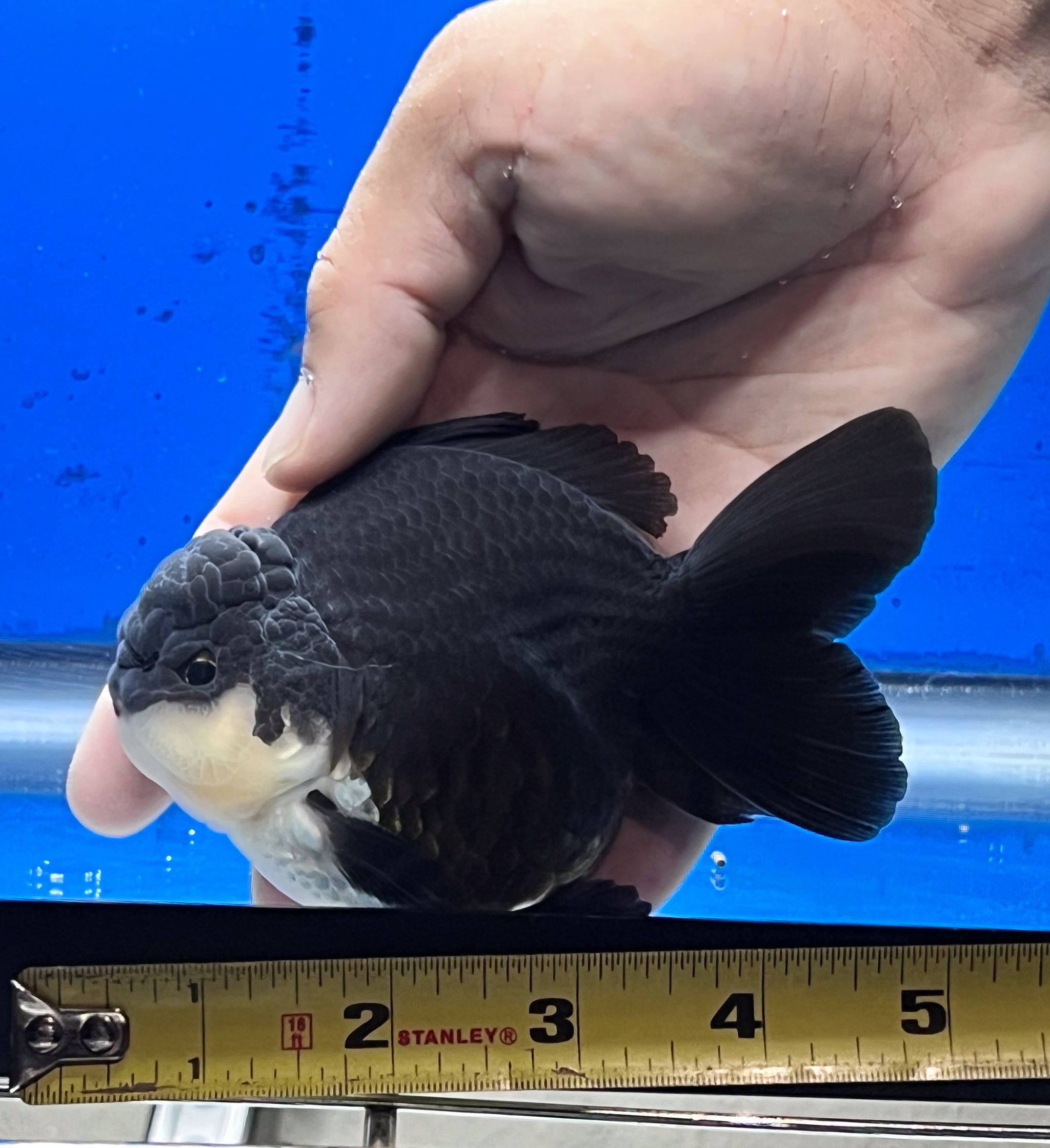 Panda Goldfish for Sale | Live Goldfish for Sale | Kaiju Goldfish USA