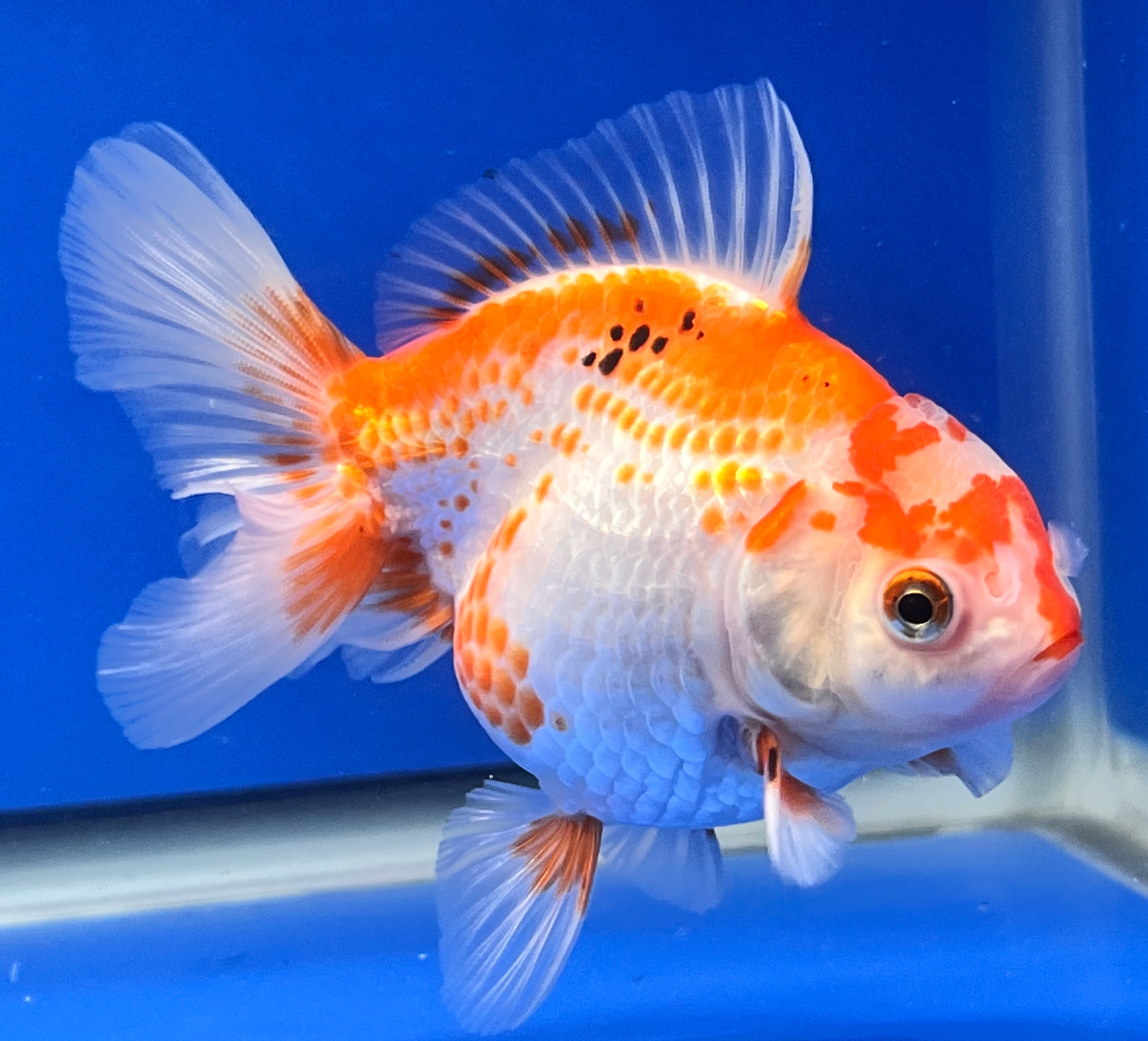 Tri-Color Oranda 3.5 - 44 inches (1020_02_OR02) – Kaiju Goldfish USA