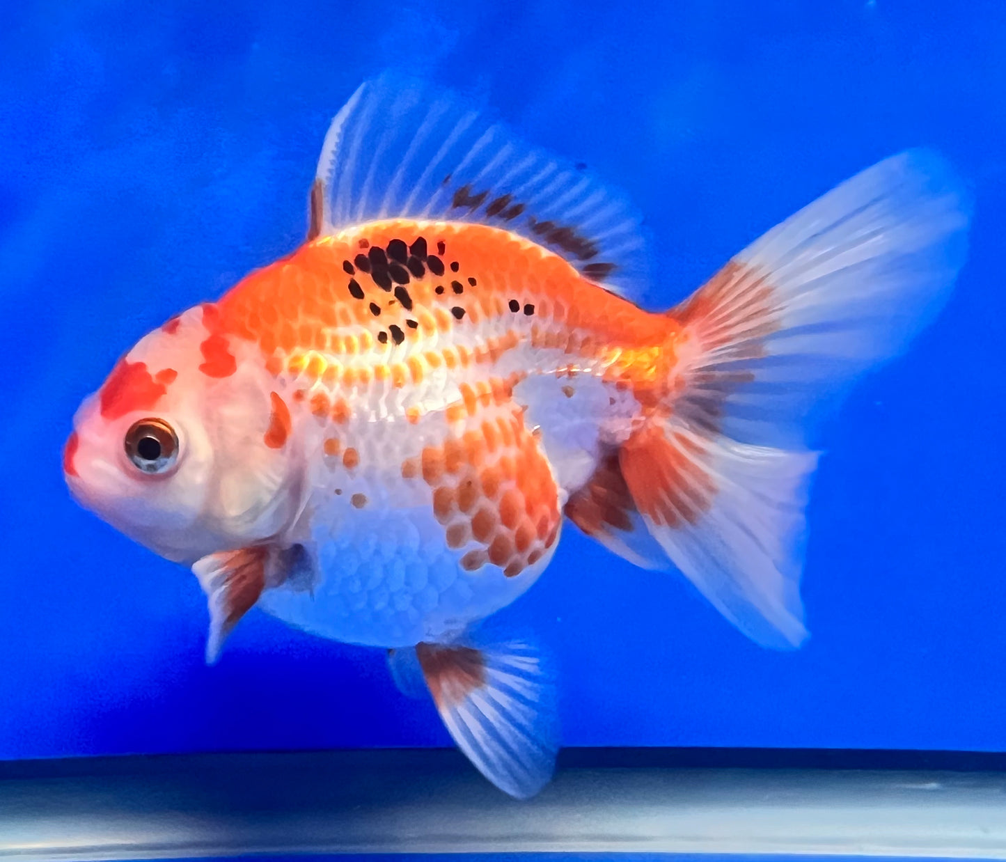 Tri-Color Oranda 3.5 - 44 inches (1020_02_OR02) – Kaiju Goldfish USA