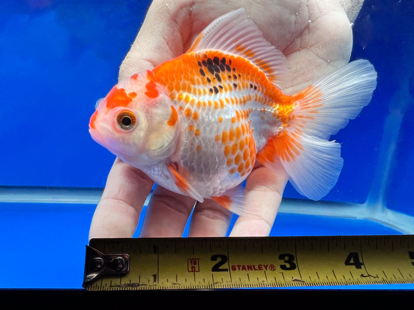 Tri-Color Oranda 3.5 - 44 inches (1020_02_OR02) – Kaiju Goldfish USA