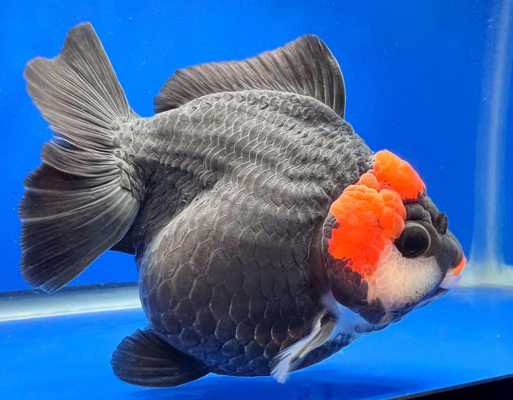 Tri-Color Oranda 4.5 - 5 inches (1020_02_OR09) – Kaiju Goldfish USA