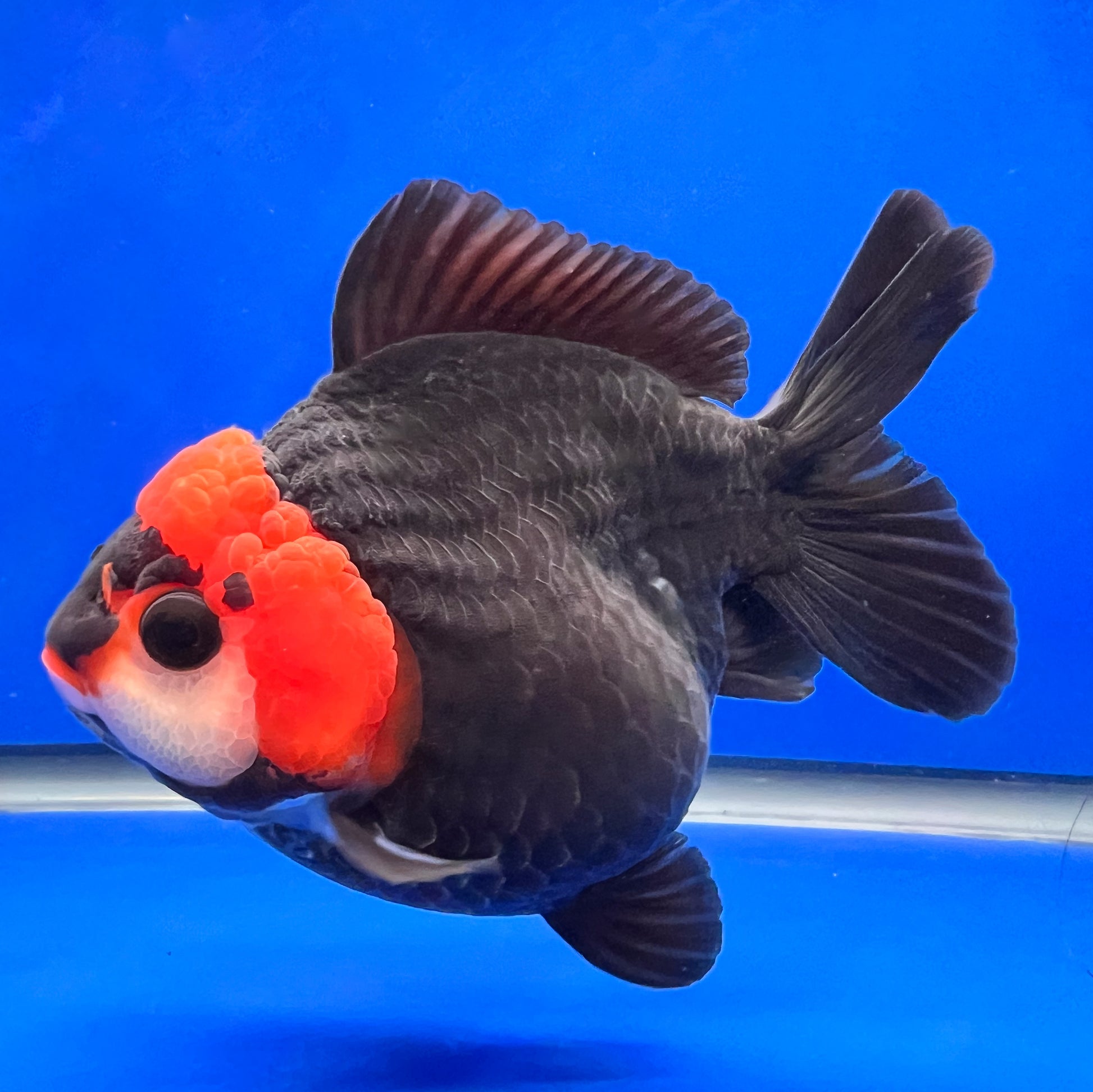 Tri-Color Oranda 4.5 - 5 inches (1020_02_OR09) – Kaiju Goldfish USA