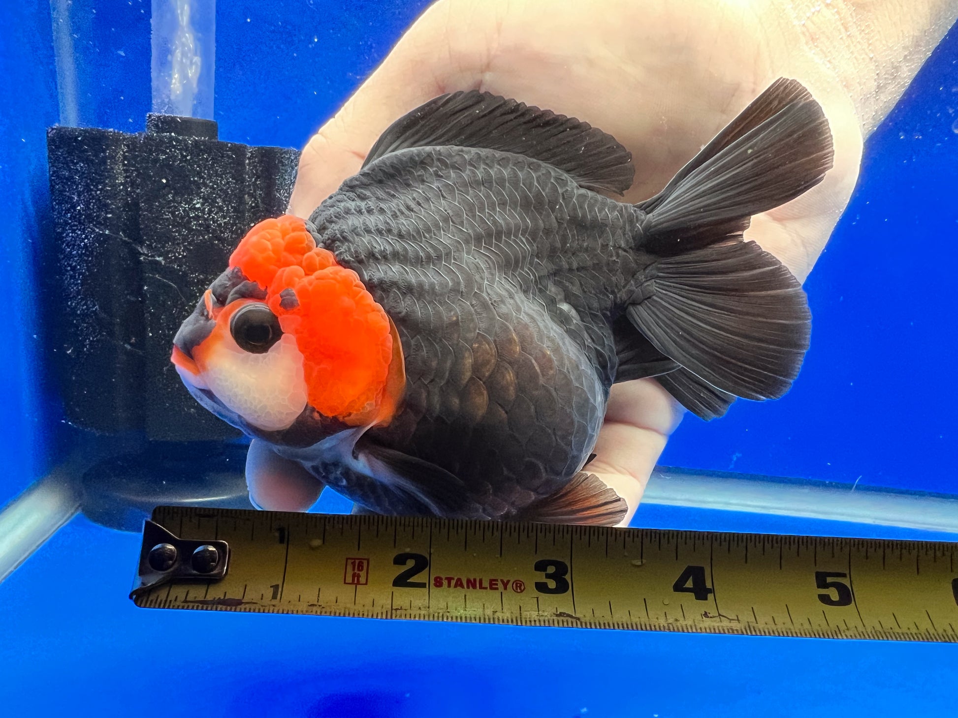 Tri-Color Oranda 4.5 - 5 inches (1020_02_OR09) – Kaiju Goldfish USA
