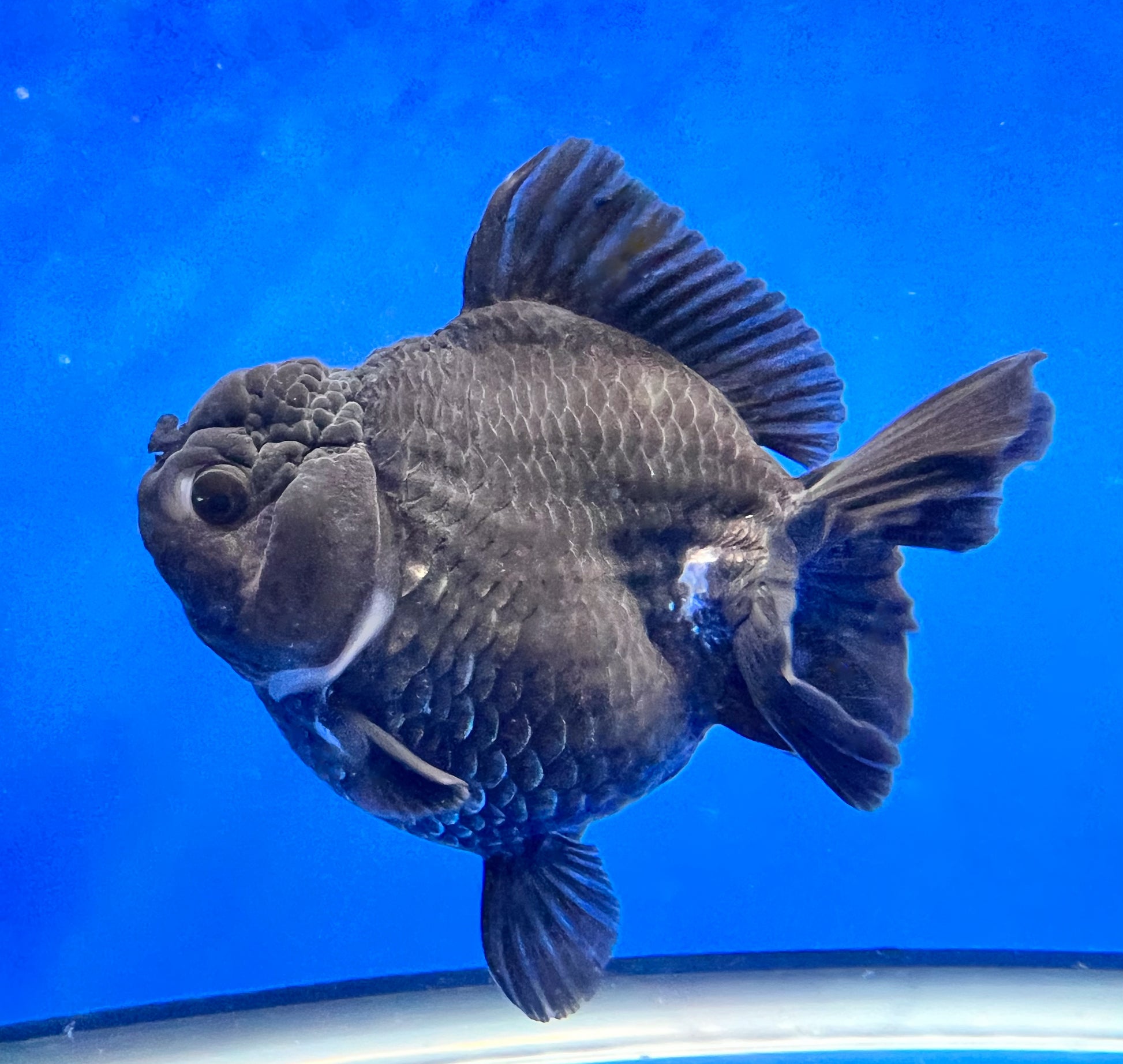 Live Black Panda Oranda | Black Panda Oranda | Kaiju Goldfish USA
