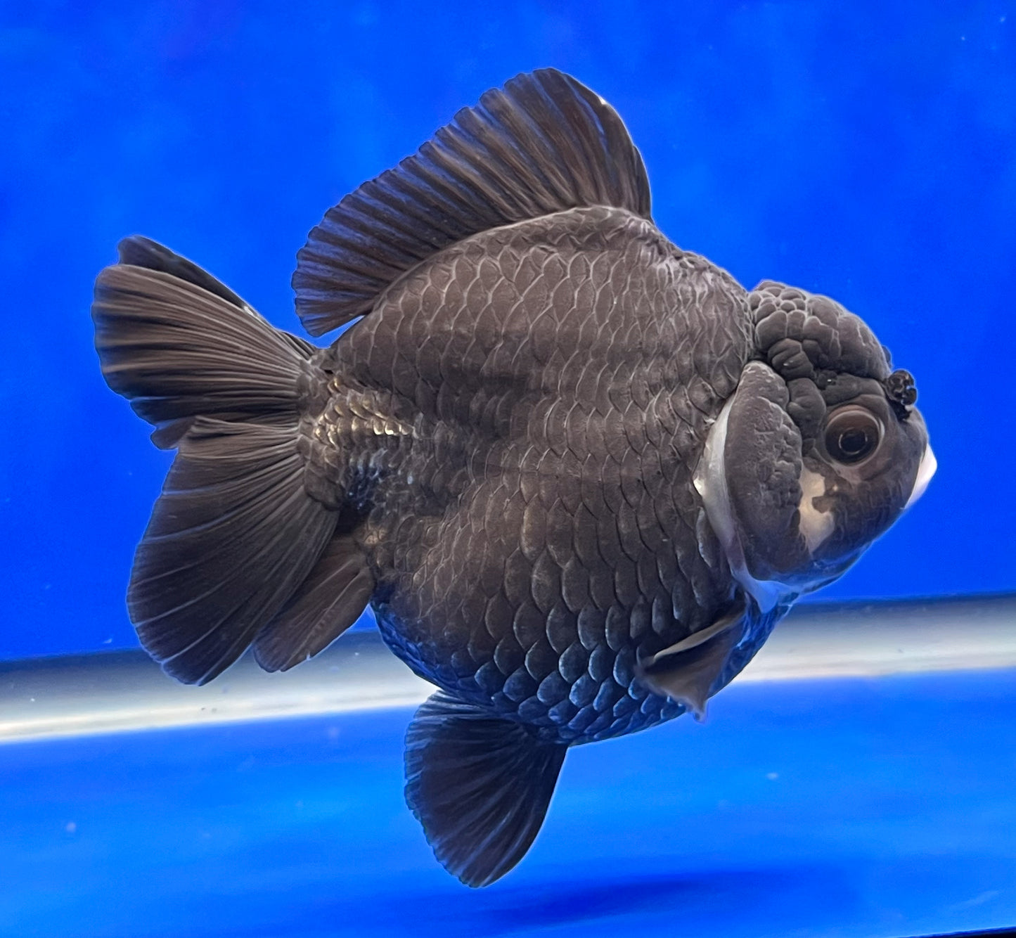 Live Black Panda Oranda | Black Panda Oranda | Kaiju Goldfish USA