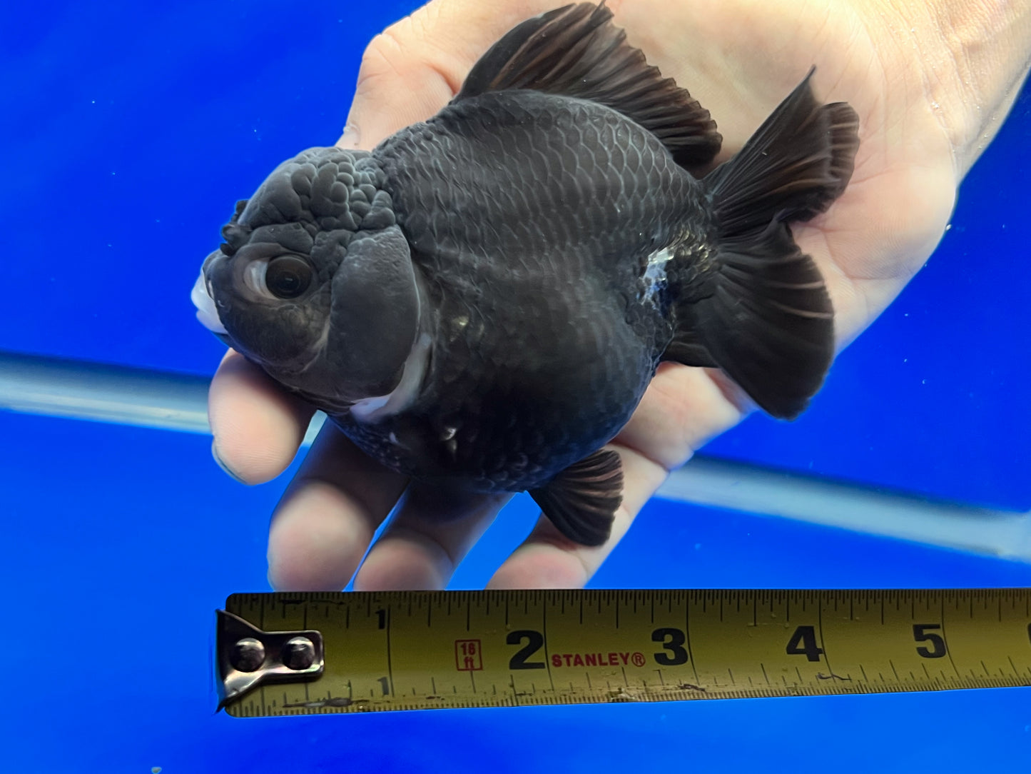 Live Black Panda Oranda | Black Panda Oranda | Kaiju Goldfish USA