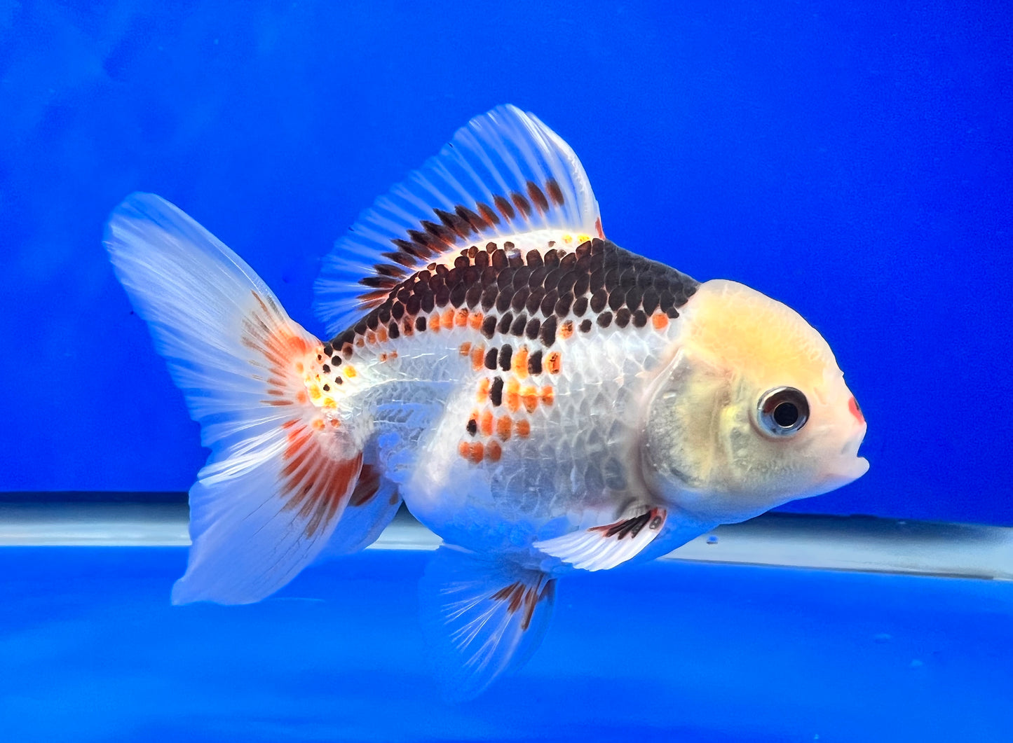 Tri-Color Oranda 3.5 - 4 inches (1020_02_OR16) – Kaiju Goldfish USA