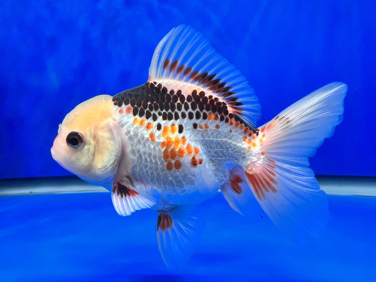 Tri-Color Oranda 3.5 - 4 inches (1020_02_OR16) – Kaiju Goldfish USA