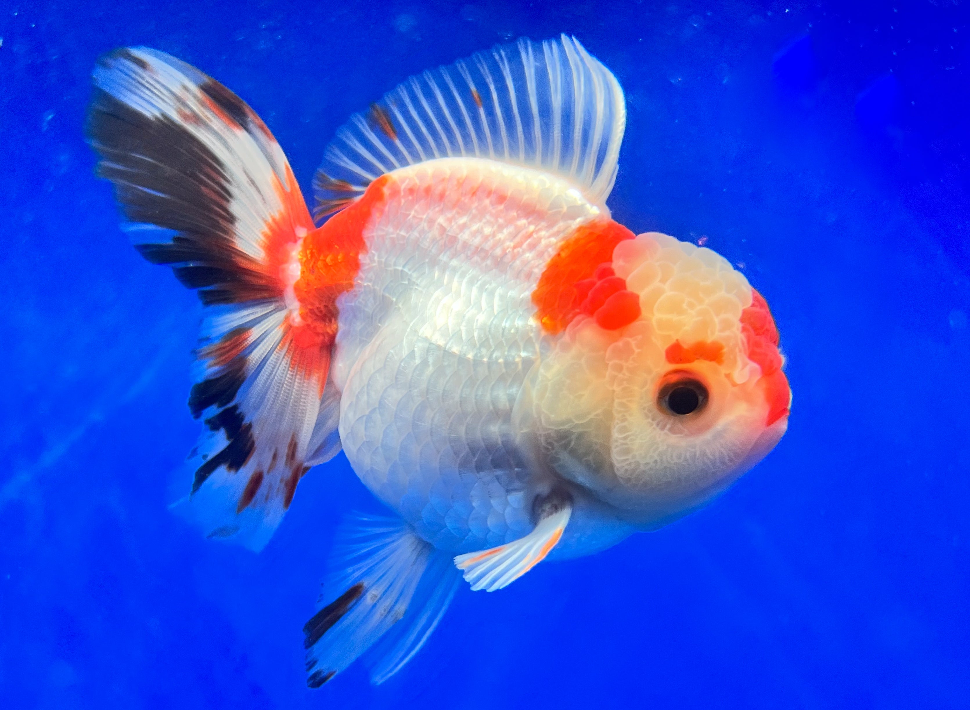 Tri-Color Oranda 4-4.5 inches (1020_02_OR18) – Kaiju Goldfish USA