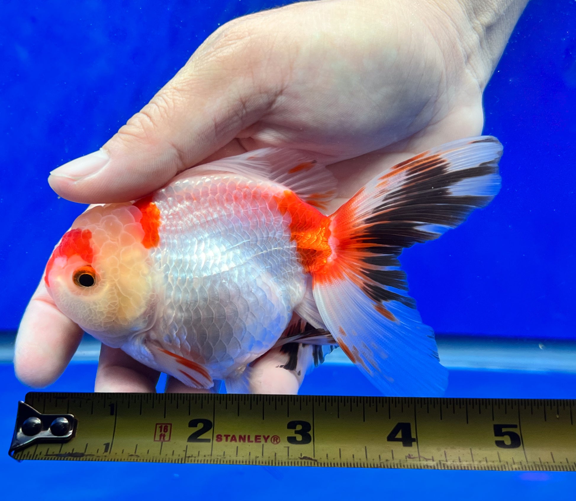 Tri-Color Oranda 4-4.5 inches (1020_02_OR18) – Kaiju Goldfish USA