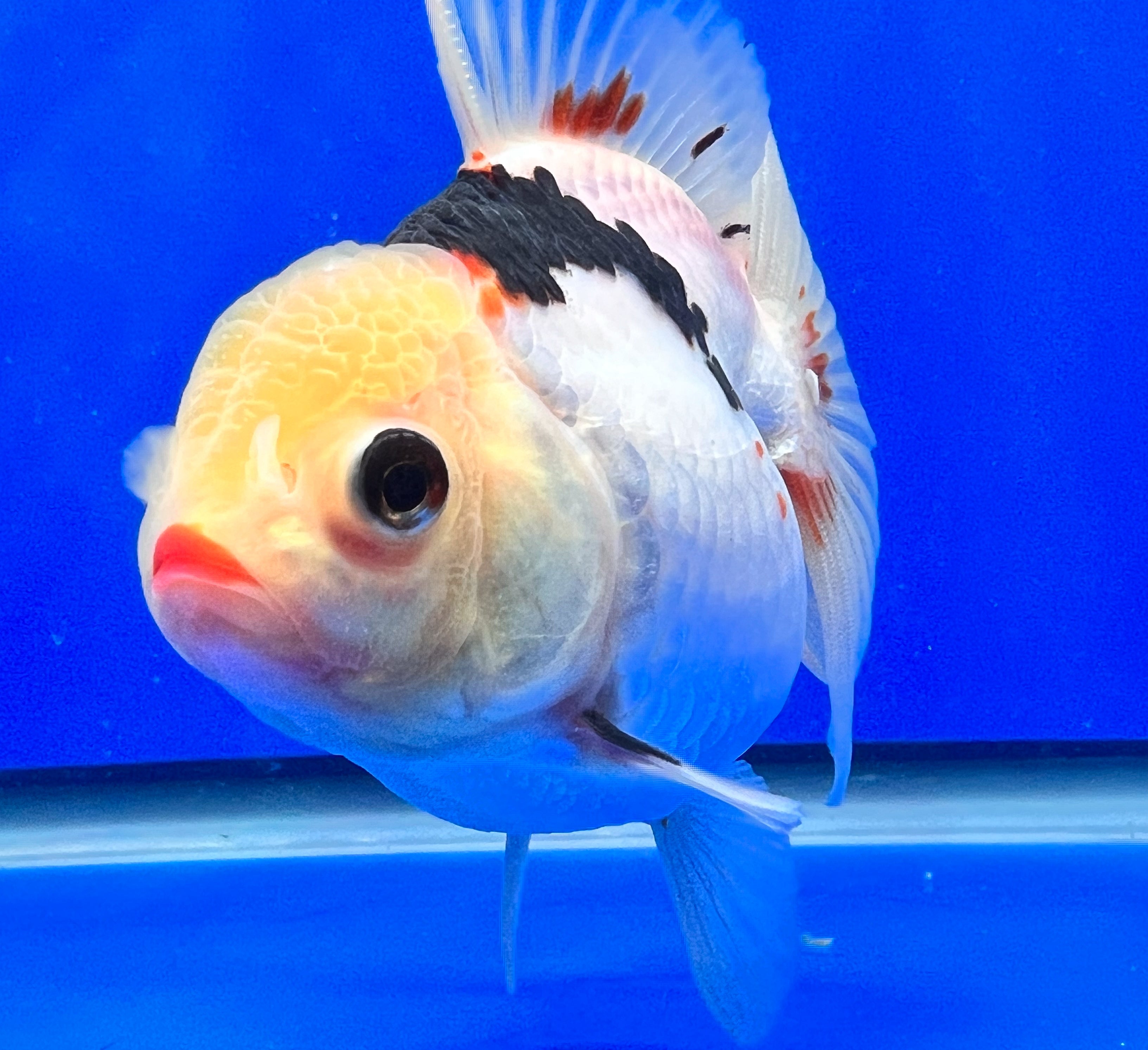 Tri-Color Oranda 4-4.5 inches (1020_02_OR19) – Kaiju Goldfish USA