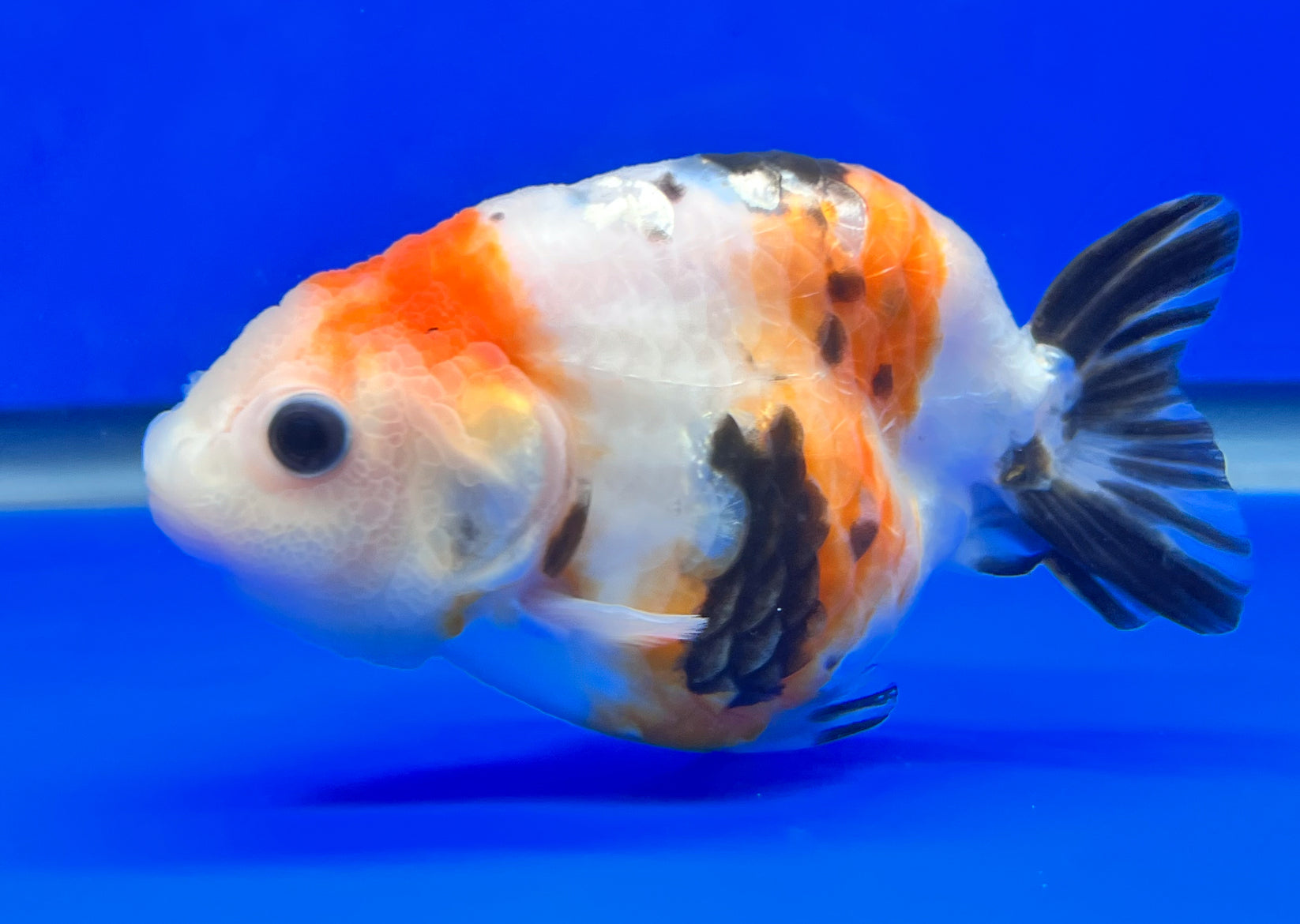 Milk Cow Ranchu for Sale | Cow Ranchu for Sale | Kaiju Goldfish USA