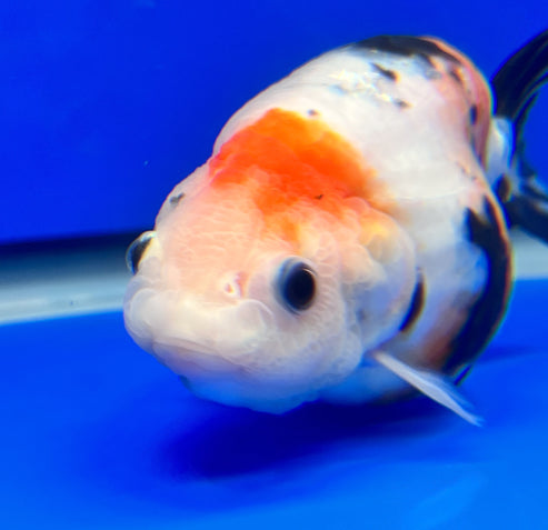 Milk Cow Ranchu for Sale | Cow Ranchu for Sale | Kaiju Goldfish USA