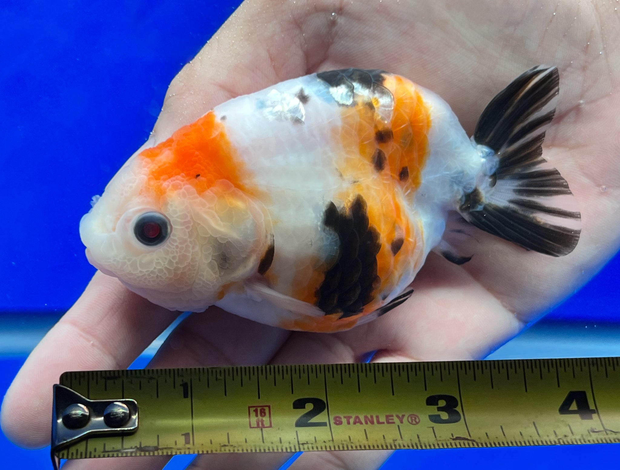 Milk Cow Ranchu for Sale | Cow Ranchu for Sale | Kaiju Goldfish USA