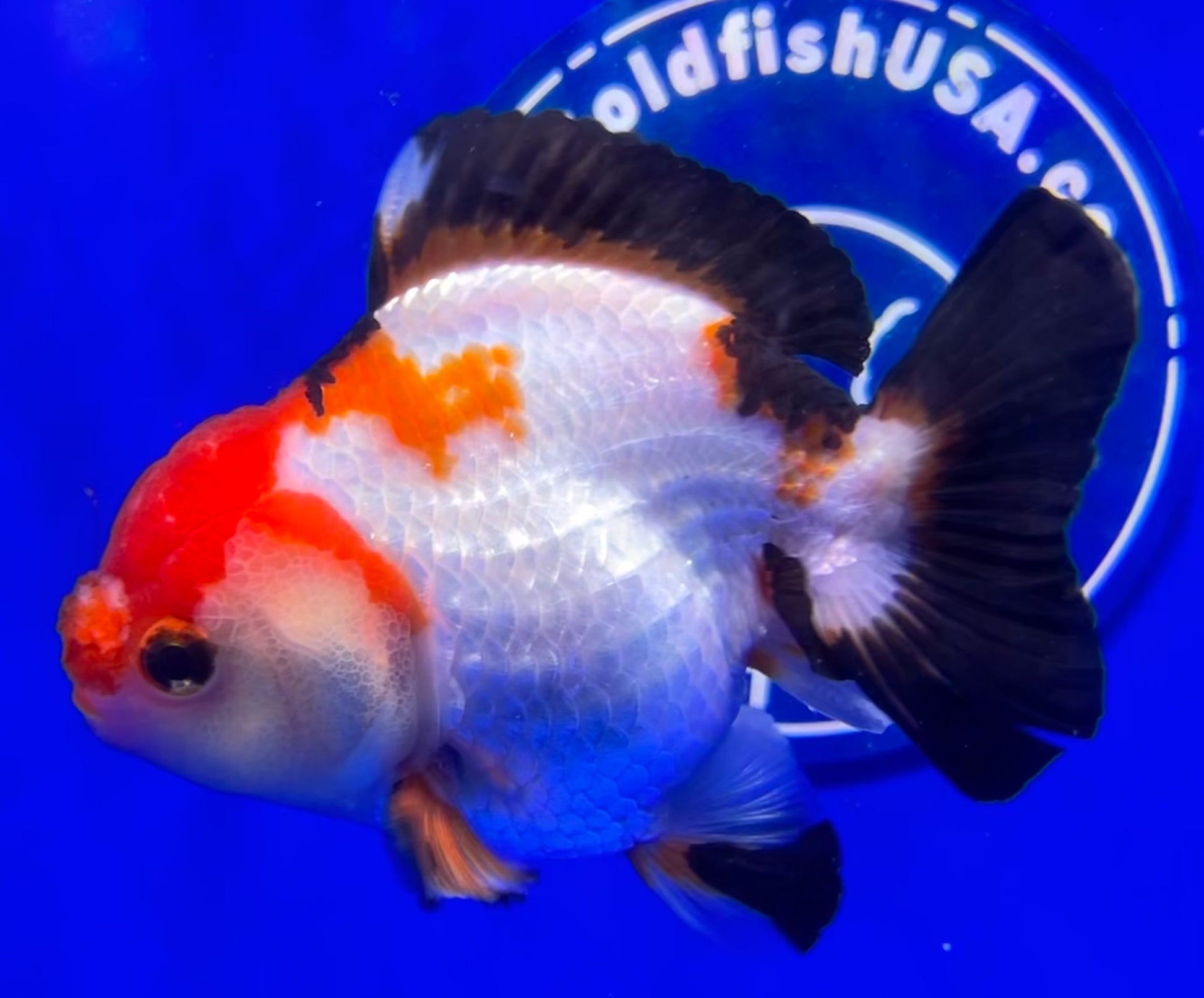 Tri-color Oranda Goldfish for Sale | Tri-color Oranda Goldfish | Kaiju ...