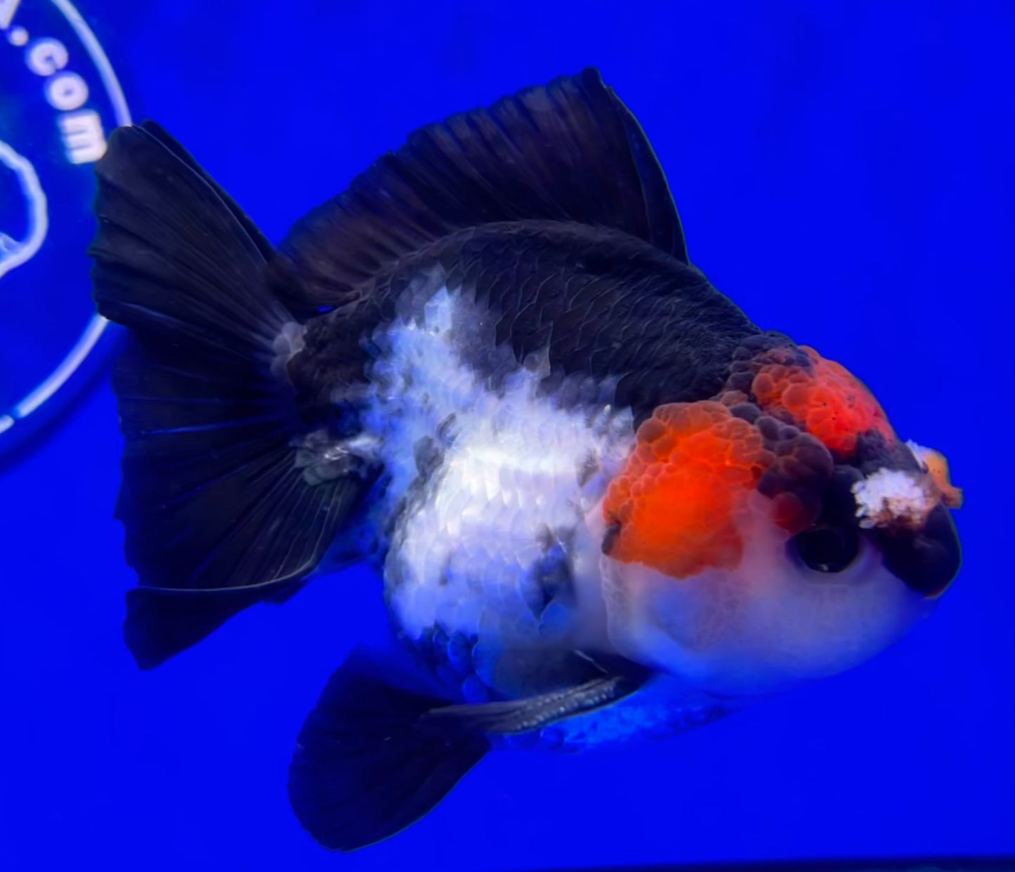 Tri-color Oranda Goldfish for Sale | Tri-color Oranda Goldfish | Kaiju ...