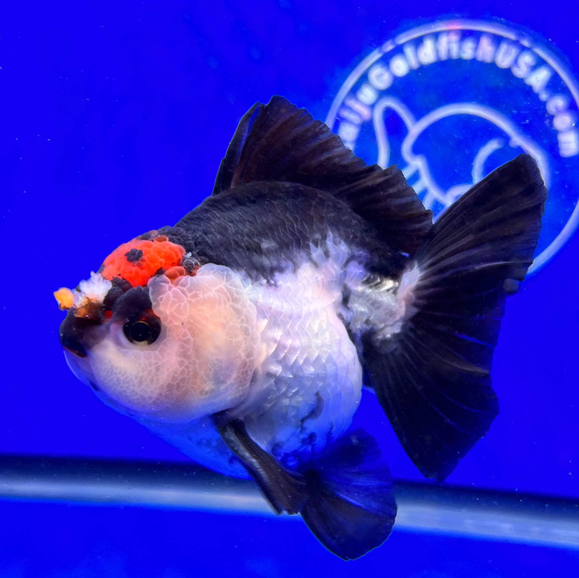 Tri-color Oranda Goldfish for Sale | Tri-color Oranda Goldfish | Kaiju ...