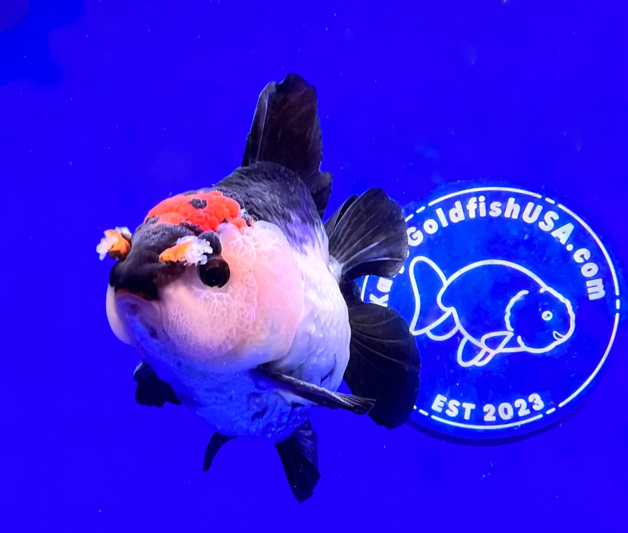Tri-color Oranda Goldfish for Sale | Tri-color Oranda Goldfish | Kaiju ...
