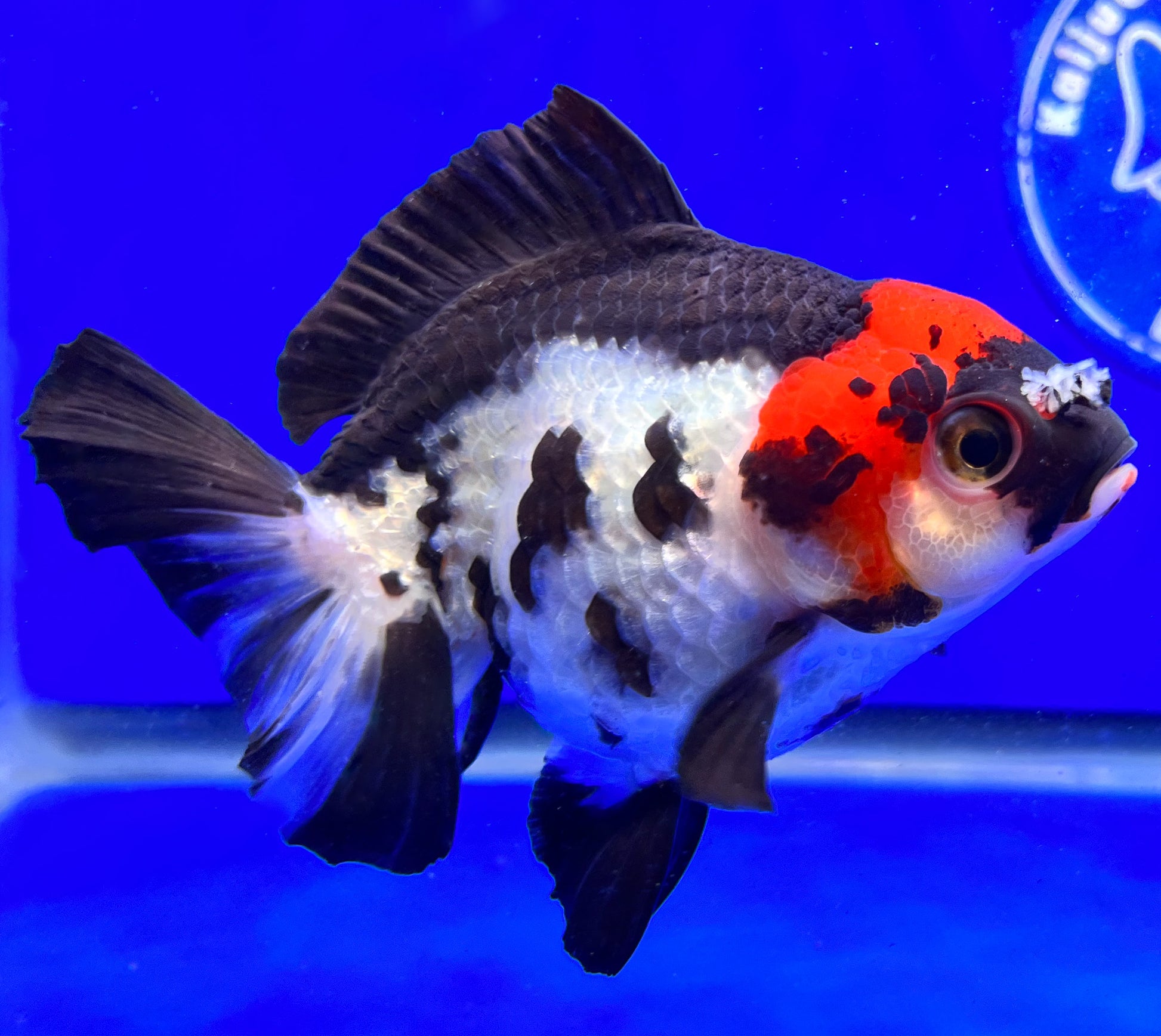 Tri-color Oranda Goldfish for Sale | Tri-color Oranda Goldfish | Kaiju ...