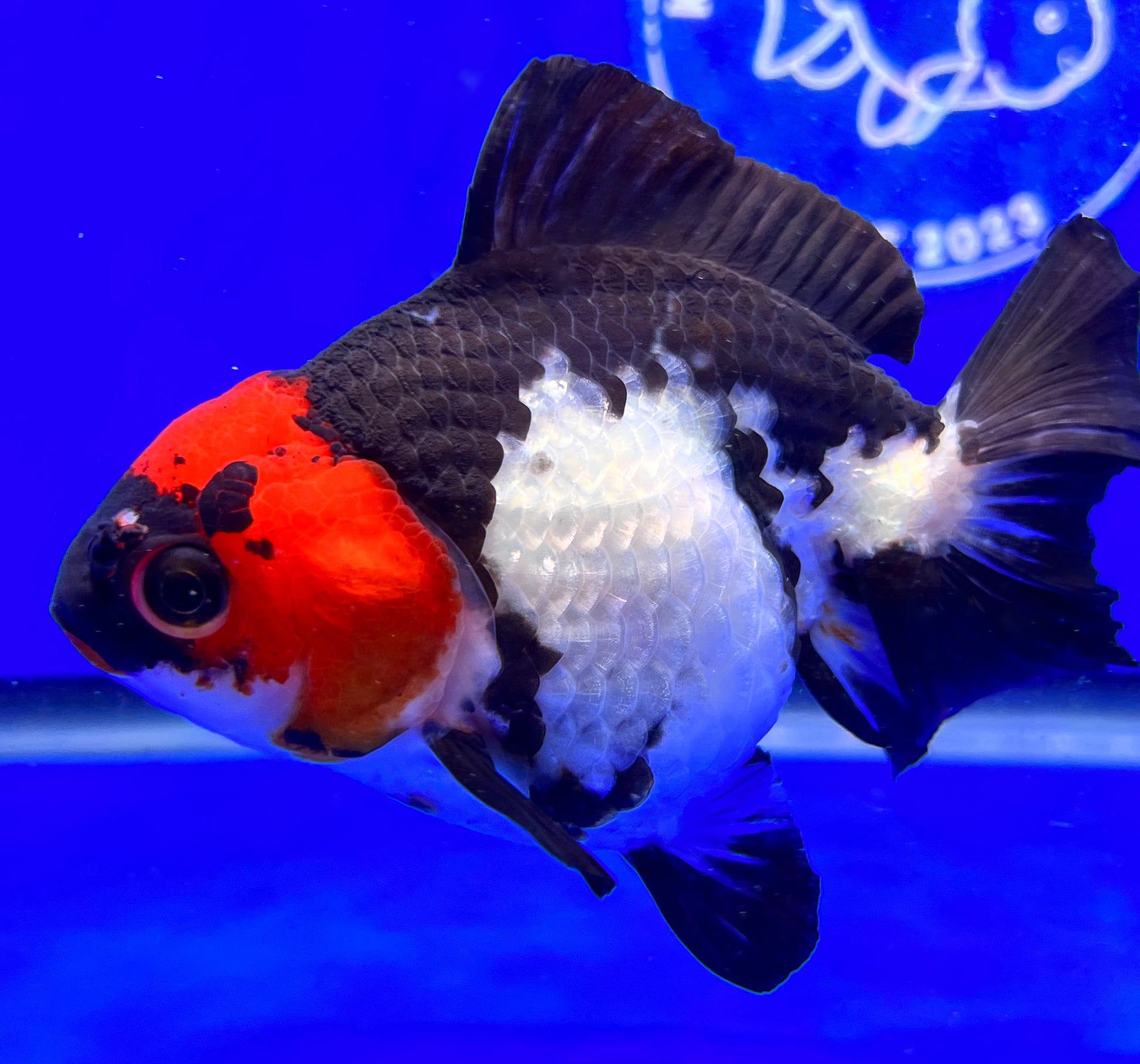 Tri-color Oranda Goldfish for Sale | Tri-color Oranda Goldfish | Kaiju ...