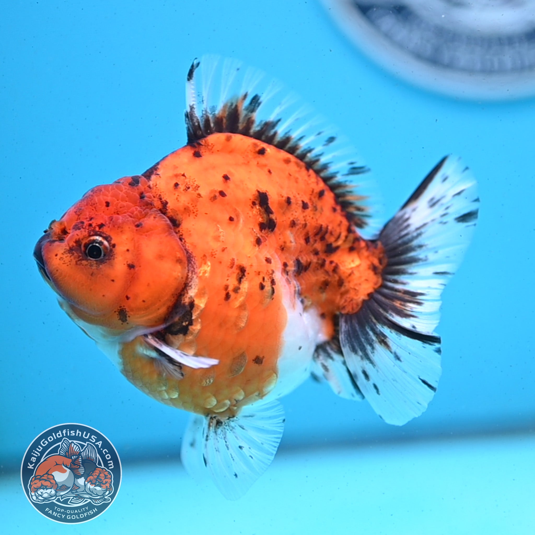 Shogun Tiger Oranda Goldfish for Sale | Kaiju Goldfish USA
