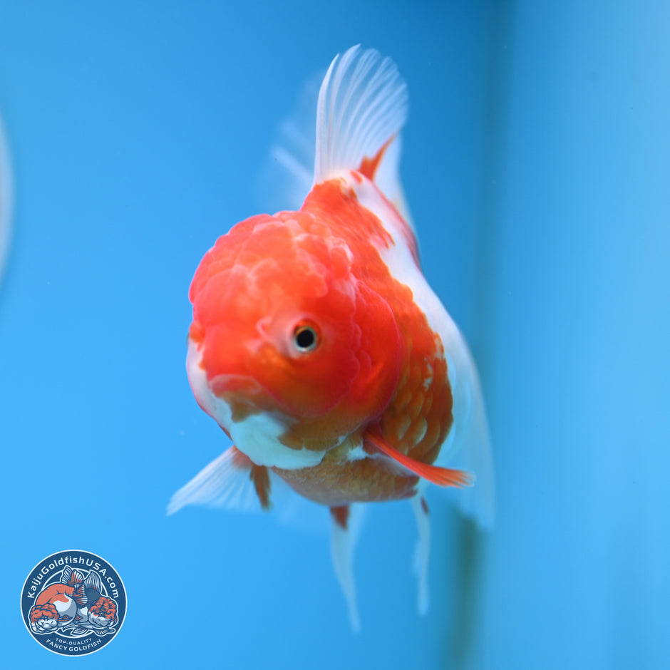 Top-Quality Fancy Goldfish For Sale – Kaiju Goldfish USA