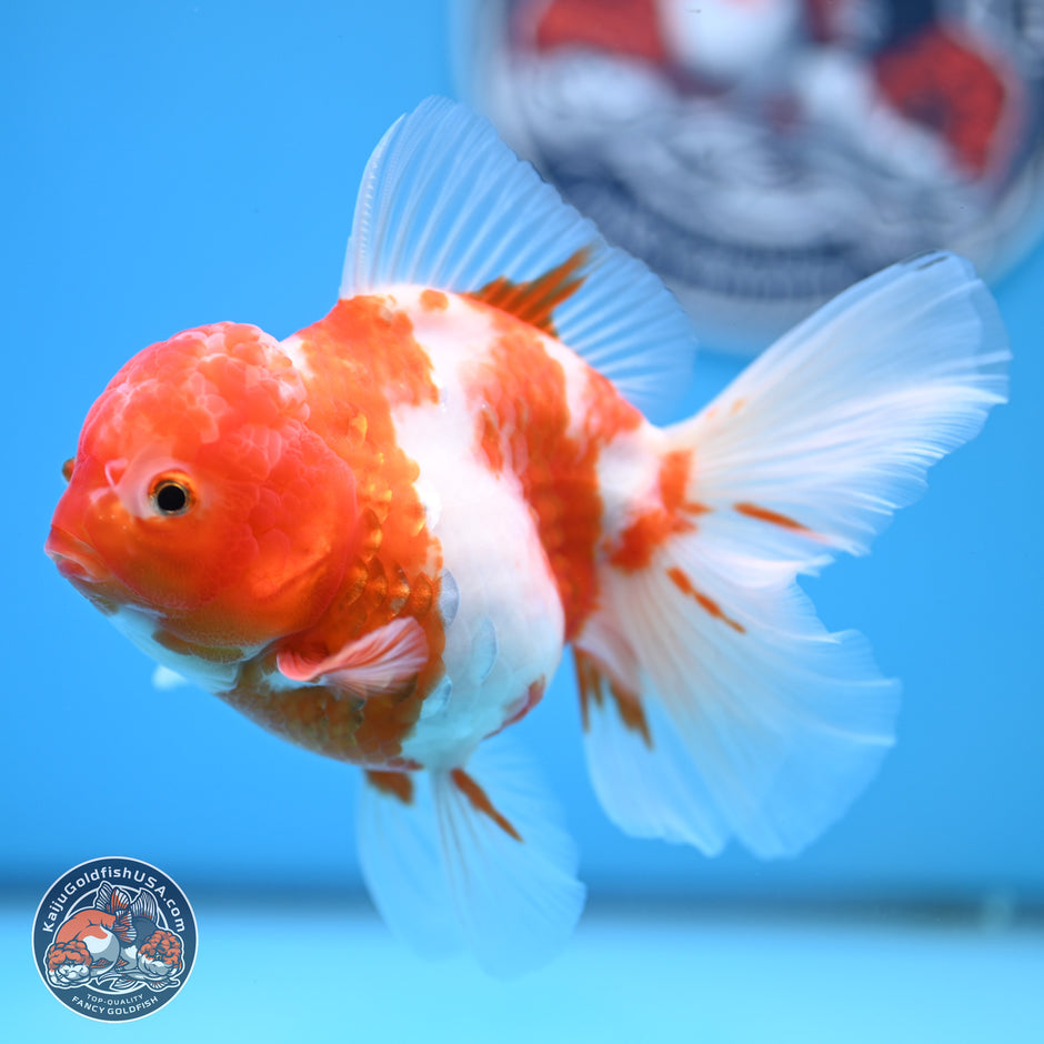Top-Quality Fancy Goldfish For Sale – Kaiju Goldfish USA