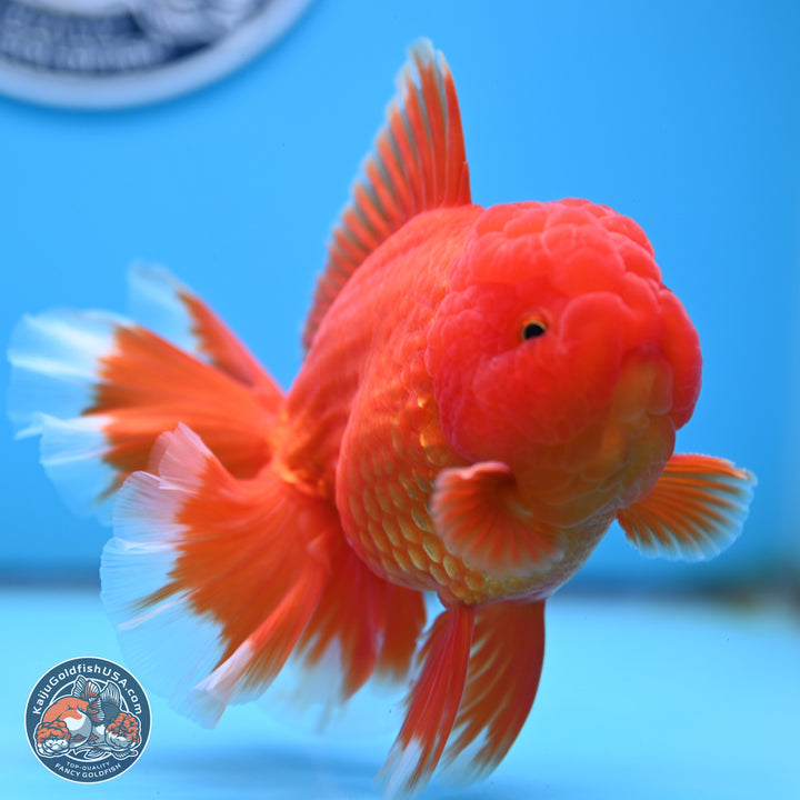 Top-Quality Fancy Goldfish For Sale – Kaiju Goldfish USA