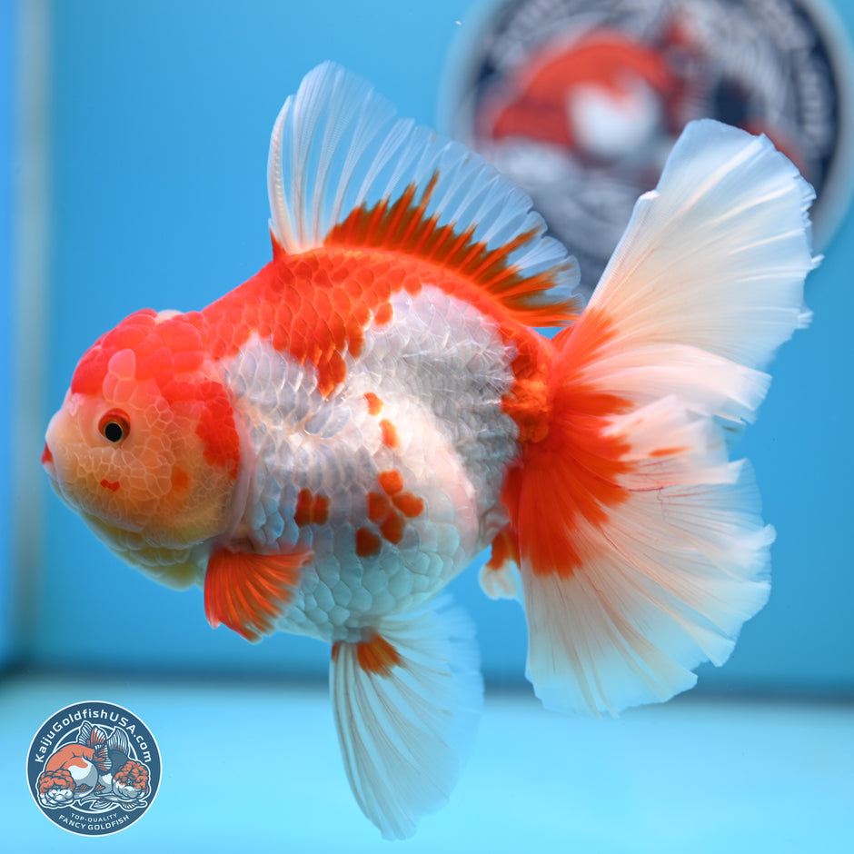 Top-Quality Fancy Goldfish For Sale – Kaiju Goldfish USA