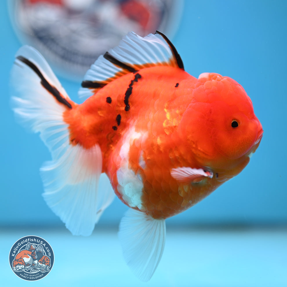 Tricolor Sakura Rose Tail Oranda Goldfish for Sale | Kaiju Goldfish USA