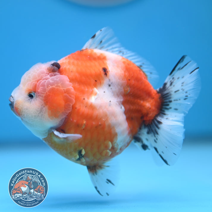 Shogun Tricolor Sakura Oranda Goldfish for Sale | Kaiju Goldfish USA