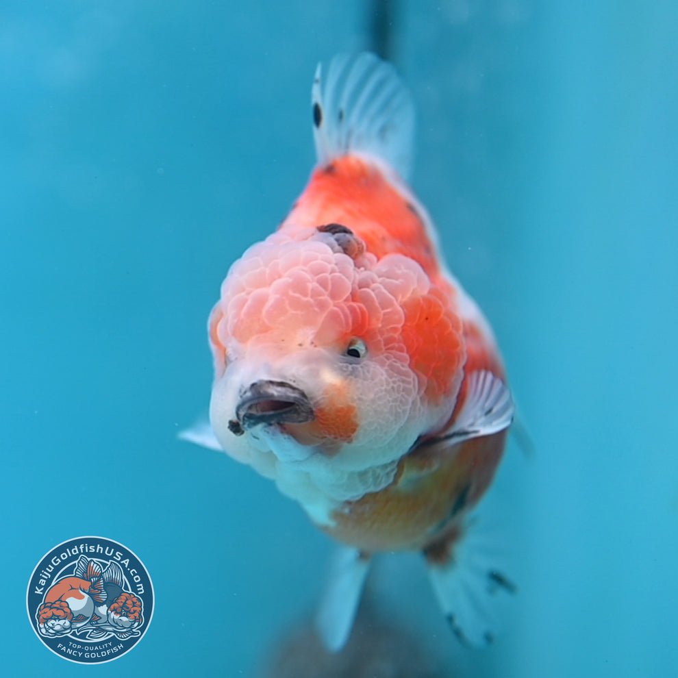 Shogun Tricolor Sakura Oranda Goldfish for Sale | Kaiju Goldfish USA
