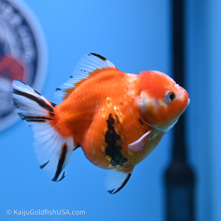 Shogun Godzilla Tricolor Sakura Oranda Goldfish for Sale | Kaiju ...