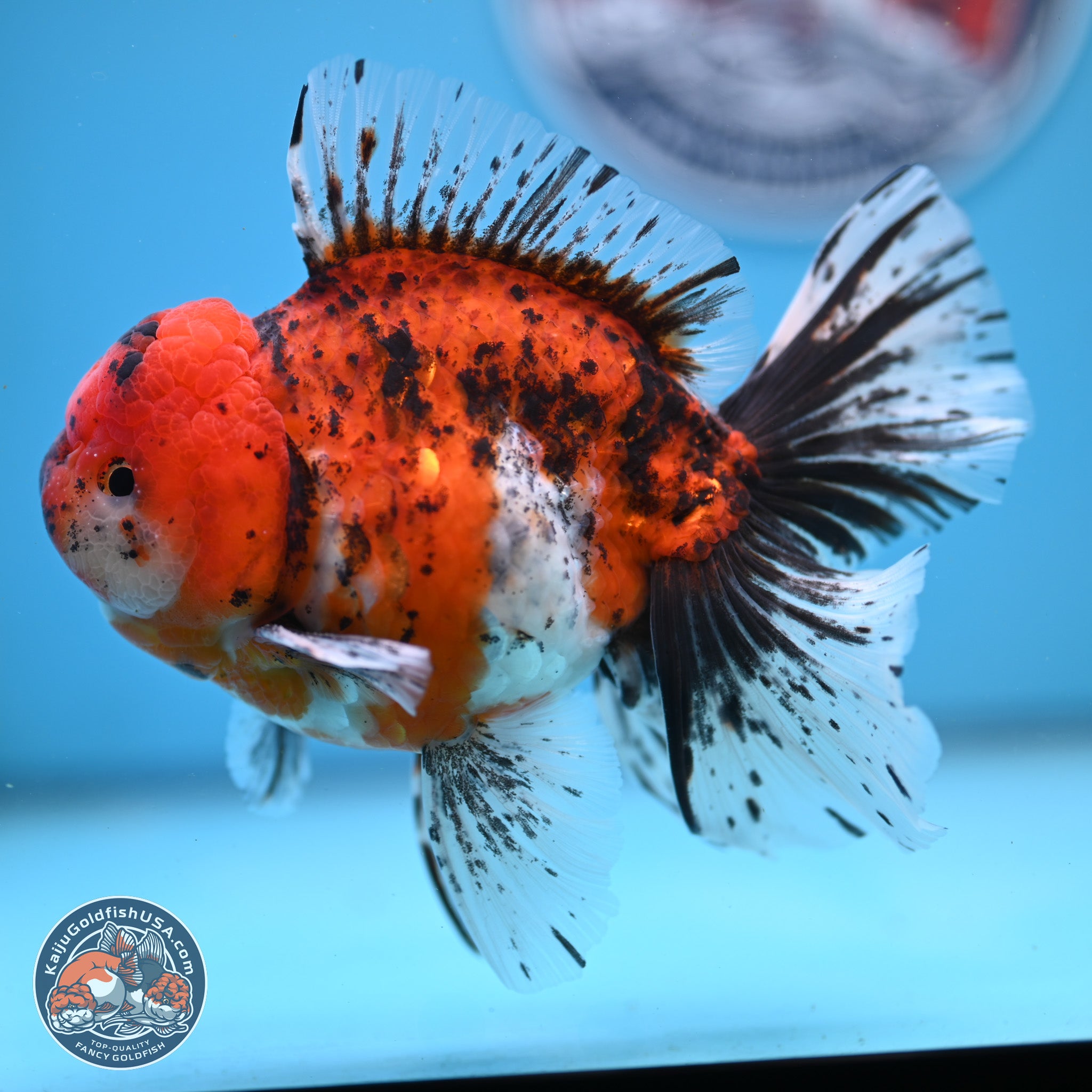 Tricolor Tiger Rose Tail Oranda Goldfish for Sale | Kaiju Goldfish USA