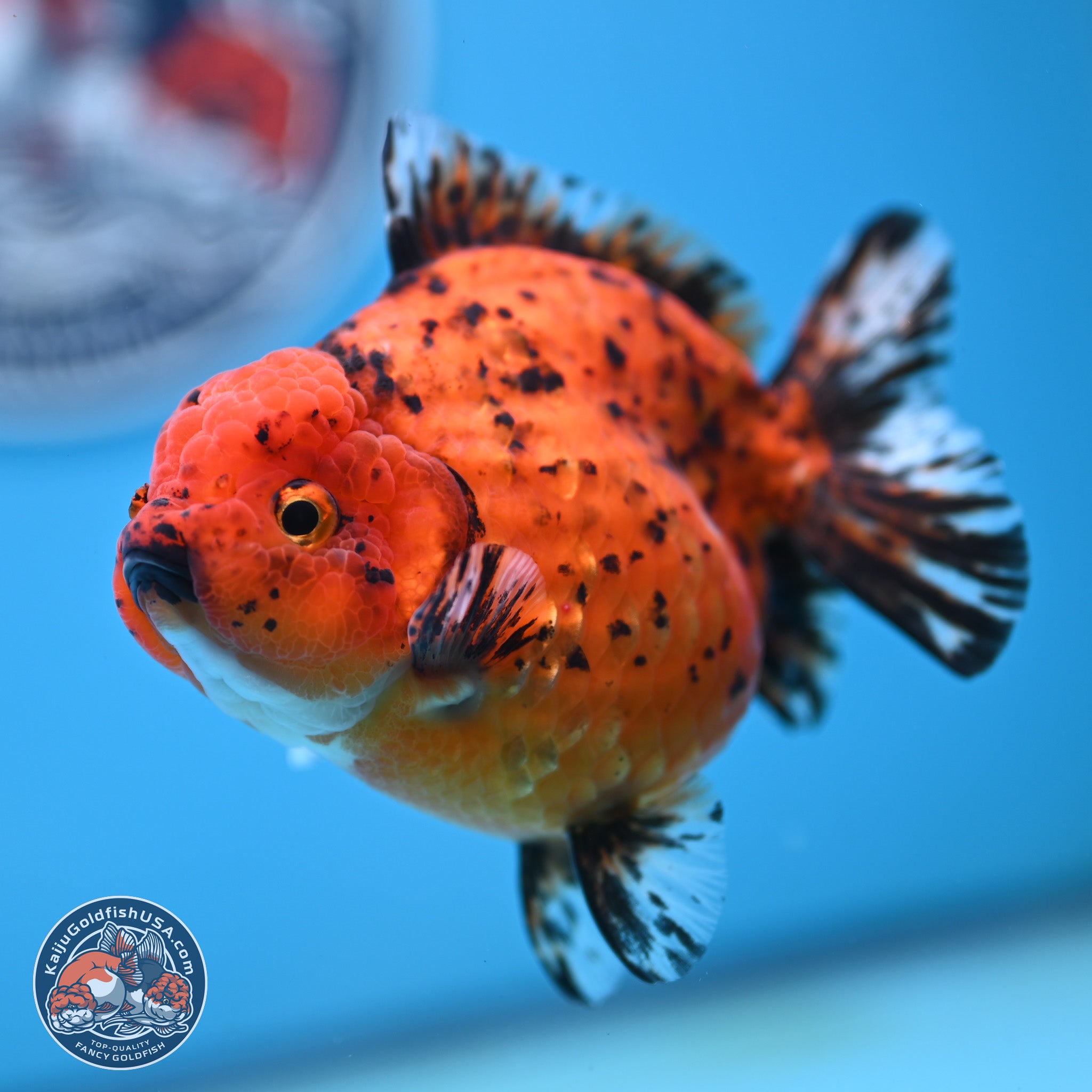 Shogun Tiger Oranda Goldfish for Sale | Kaiju Goldfish USA