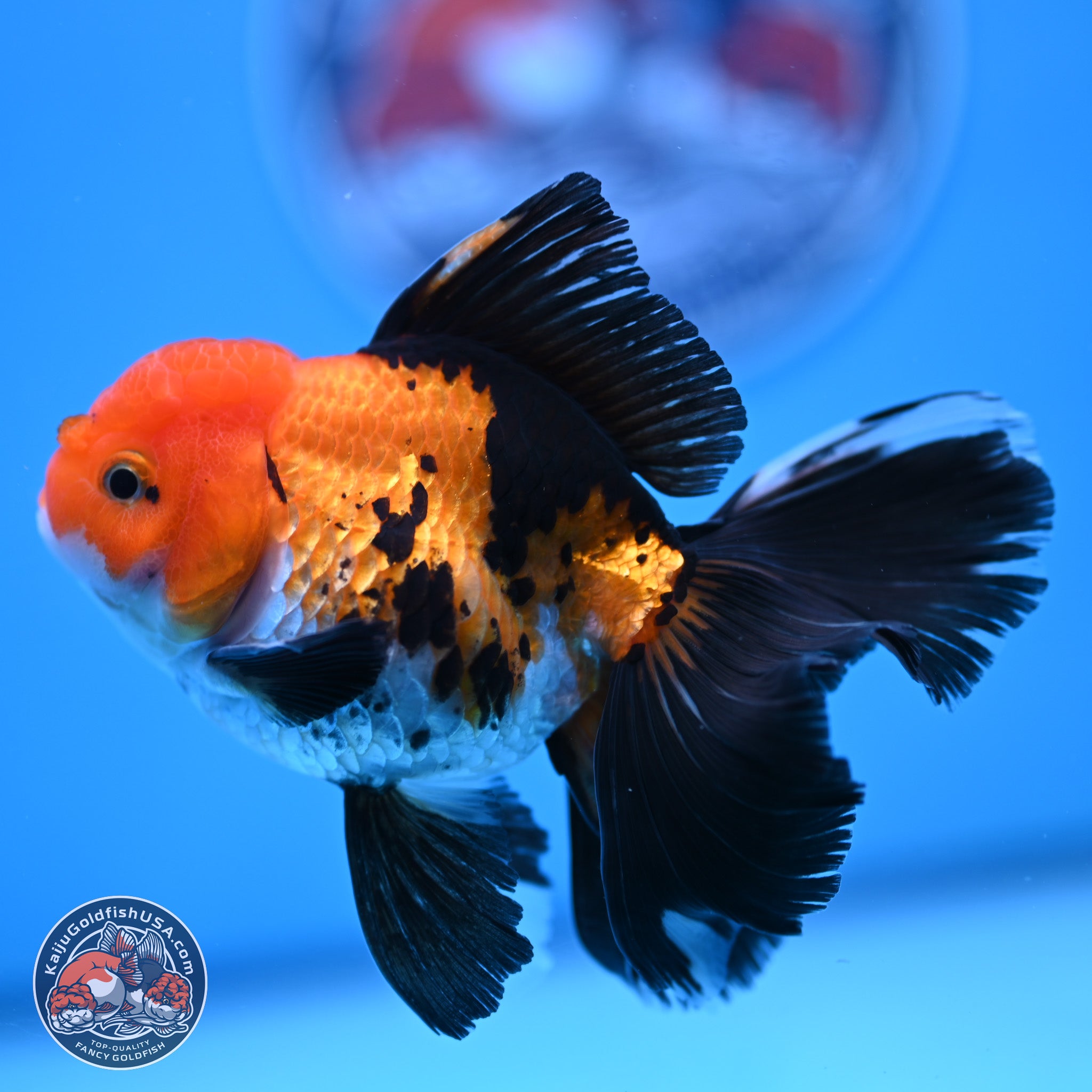 Tricolor Orchid Tail Oranda Goldfish for Sale | Kaiju Goldfish USA
