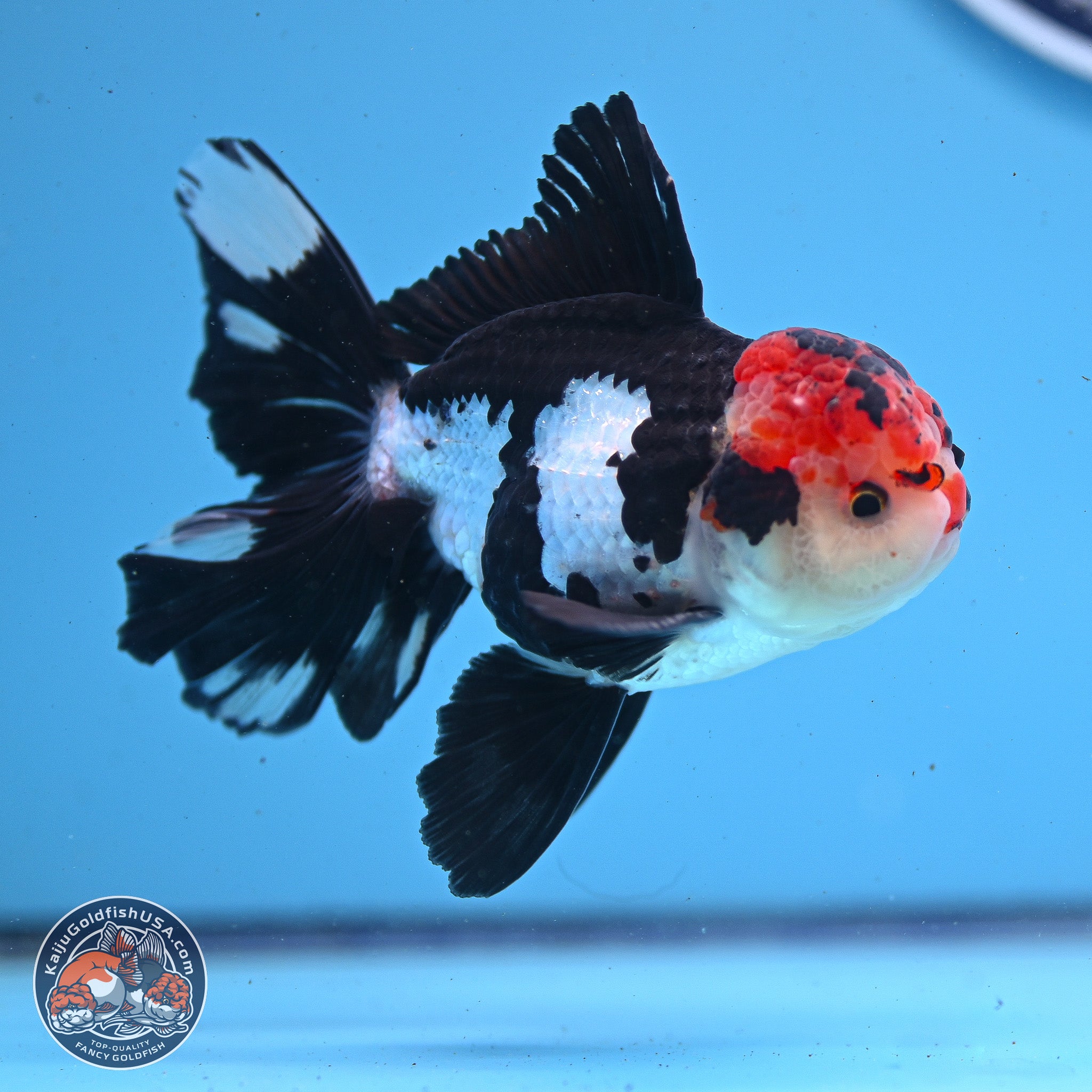 Tricolor Orchid Tail Oranda Goldfish for Sale | Kaiju Goldfish USA