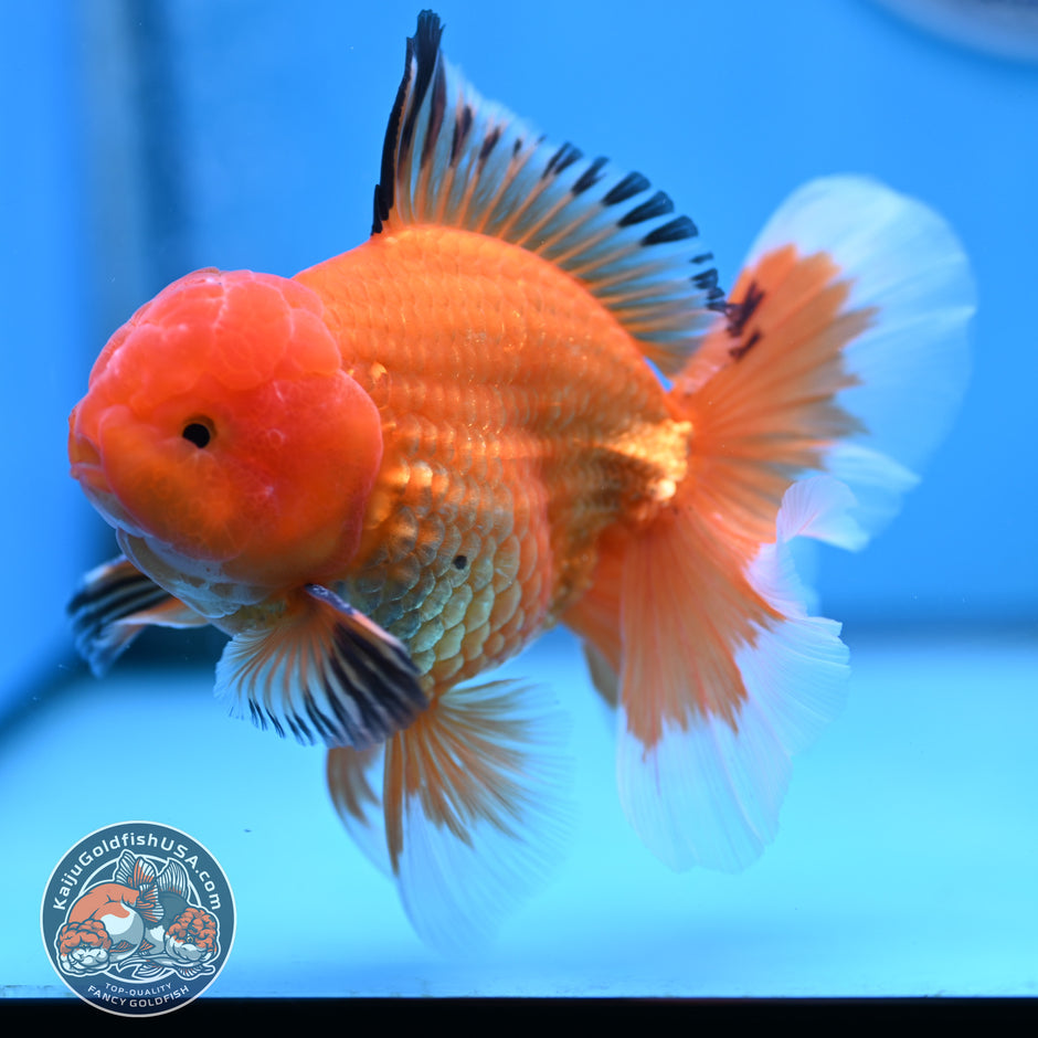Top-Quality Fancy Goldfish For Sale – Kaiju Goldfish USA