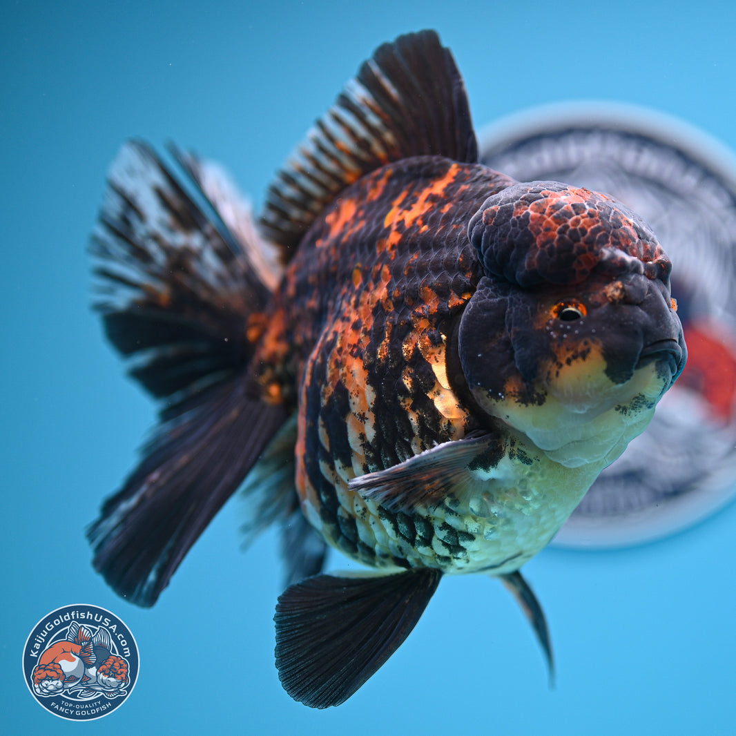 Top-Quality Fancy Goldfish For Sale – Kaiju Goldfish USA