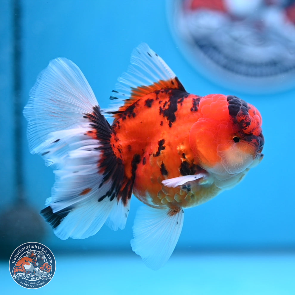 Tiger Orchid Tail Oranda Goldfish for Sale | Kaiju Goldfish USA