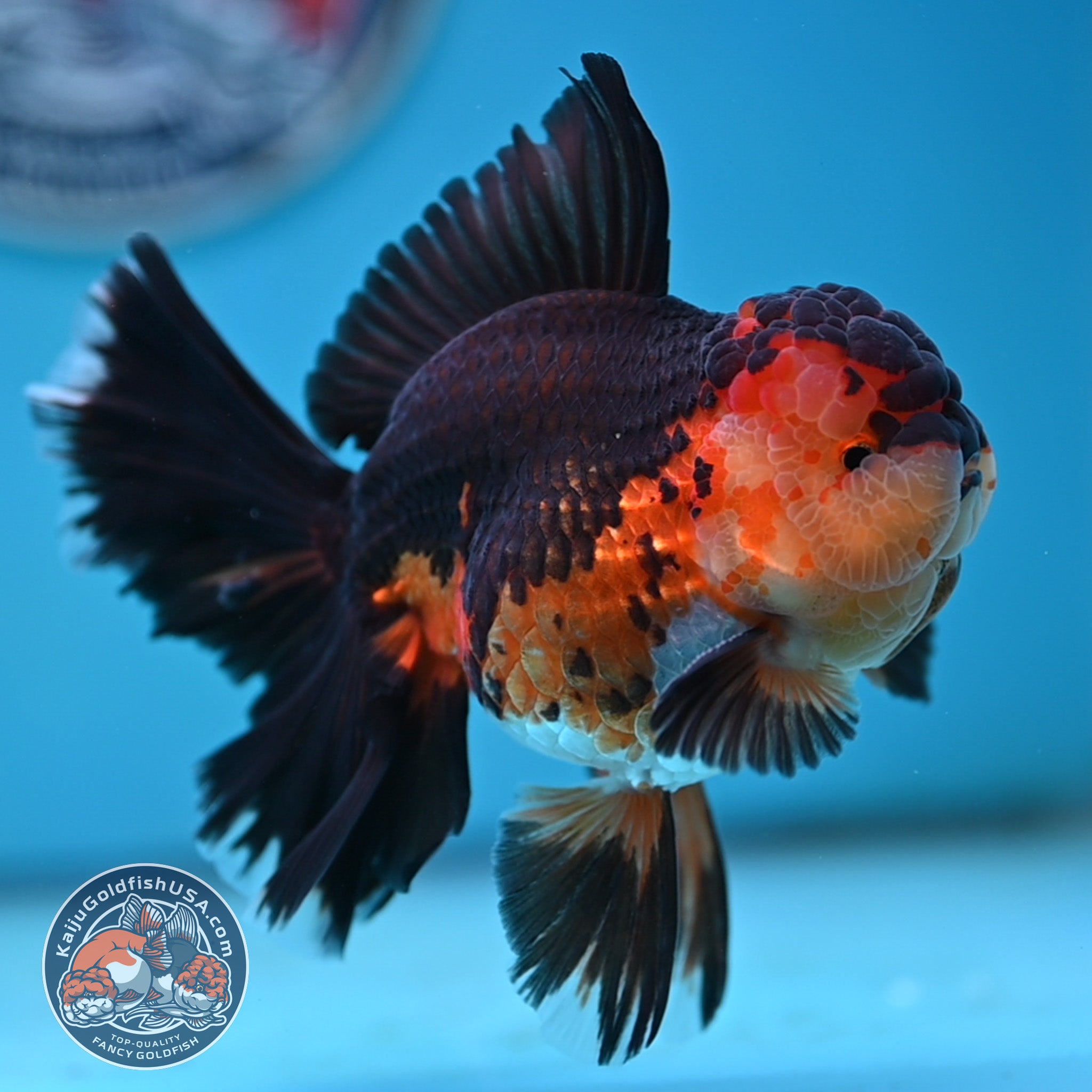 Tricolor Orchid Tail Oranda Goldfish for Sale | Kaiju Goldfish USA
