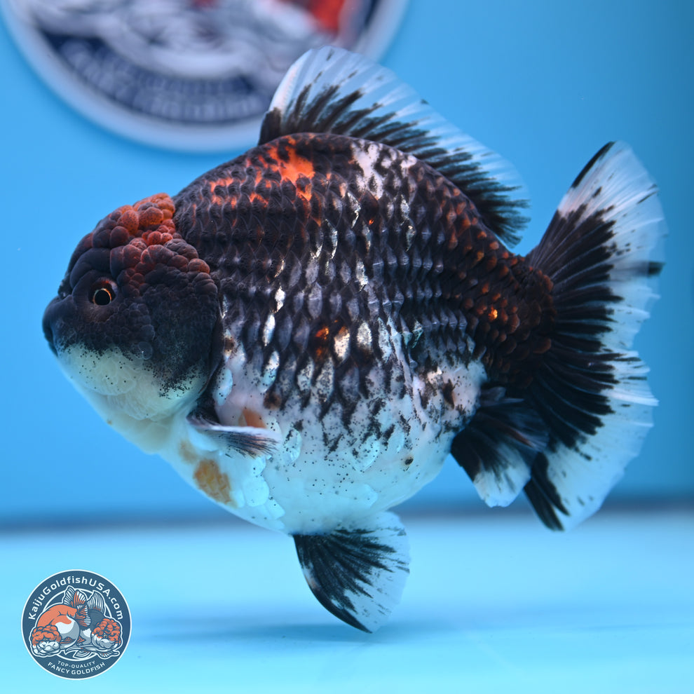 Jumbo Shogun Godzilla Oranda Goldfish for Sale | Kaiju Goldfish USA