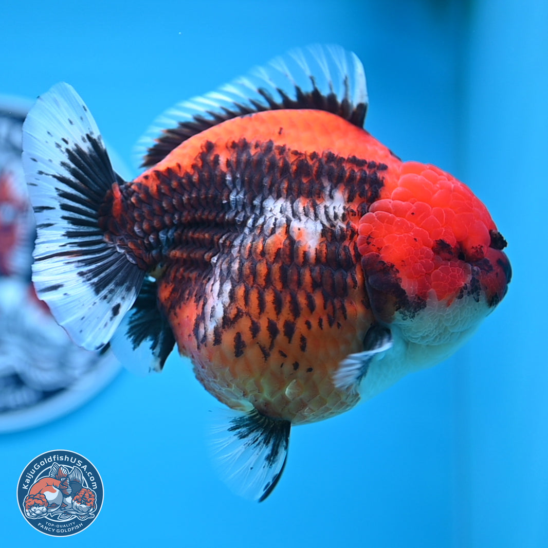 Top-Quality Fancy Goldfish For Sale – Kaiju Goldfish USA