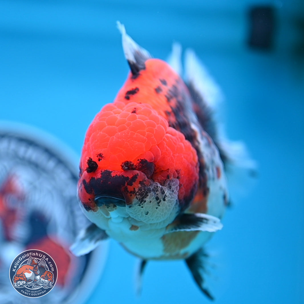 Top-Quality Fancy Goldfish For Sale – Kaiju Goldfish USA