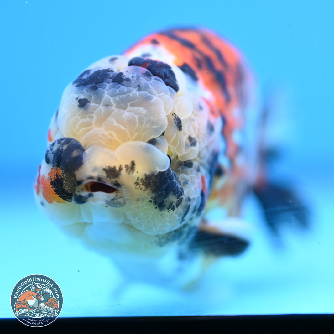 New Arrivals – Kaiju Goldfish USA