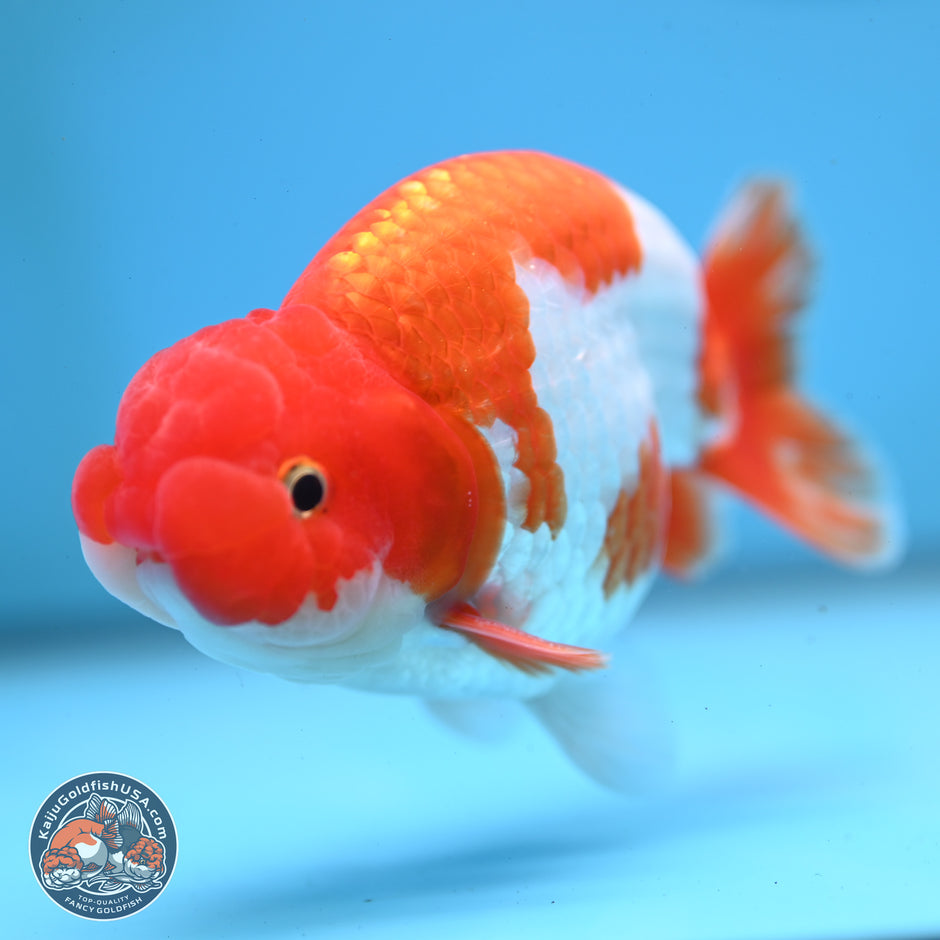 Top-Quality Fancy Goldfish For Sale – Kaiju Goldfish USA