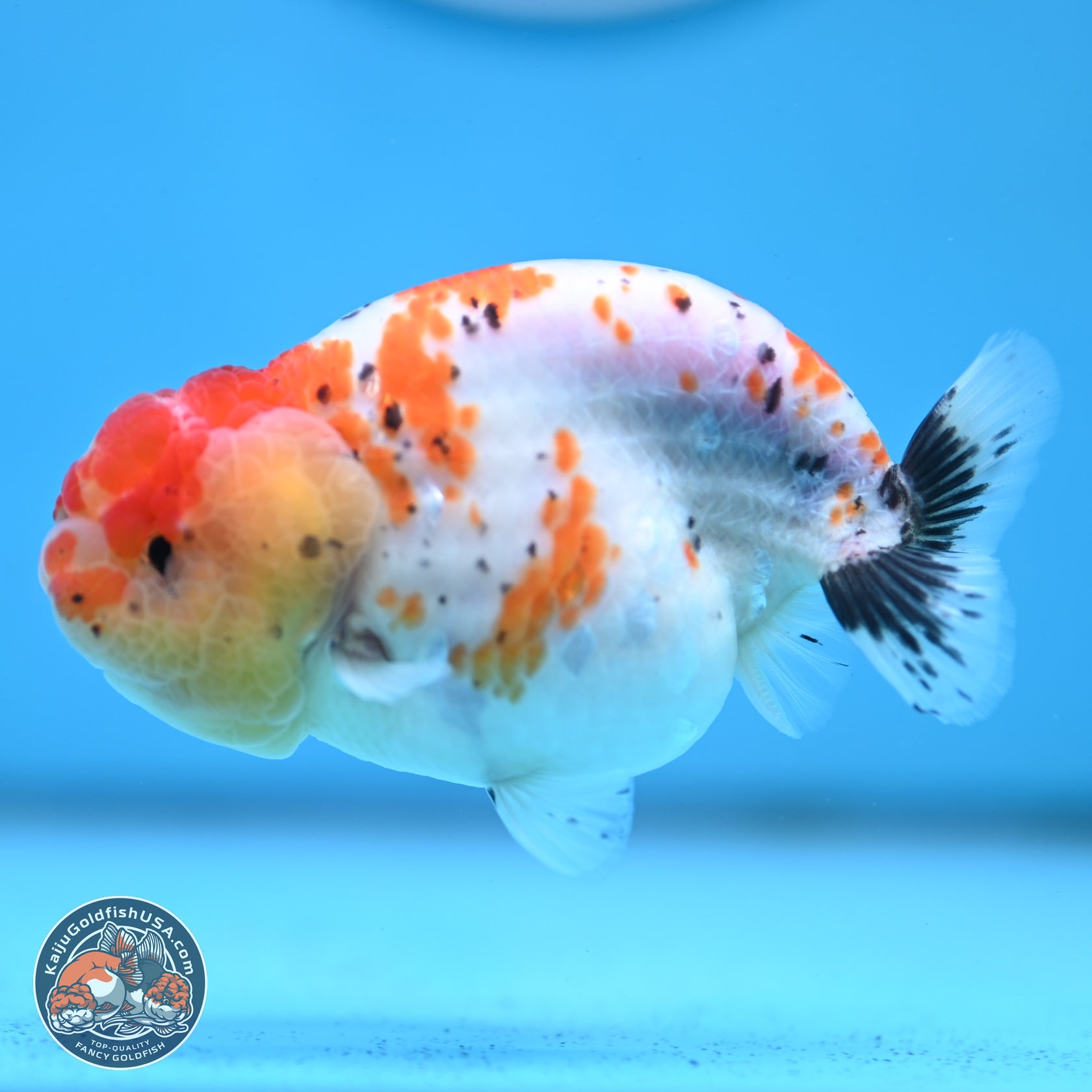Tricolor Sakura Ranchu Goldfish for Sale | Kaiju Goldfish USA